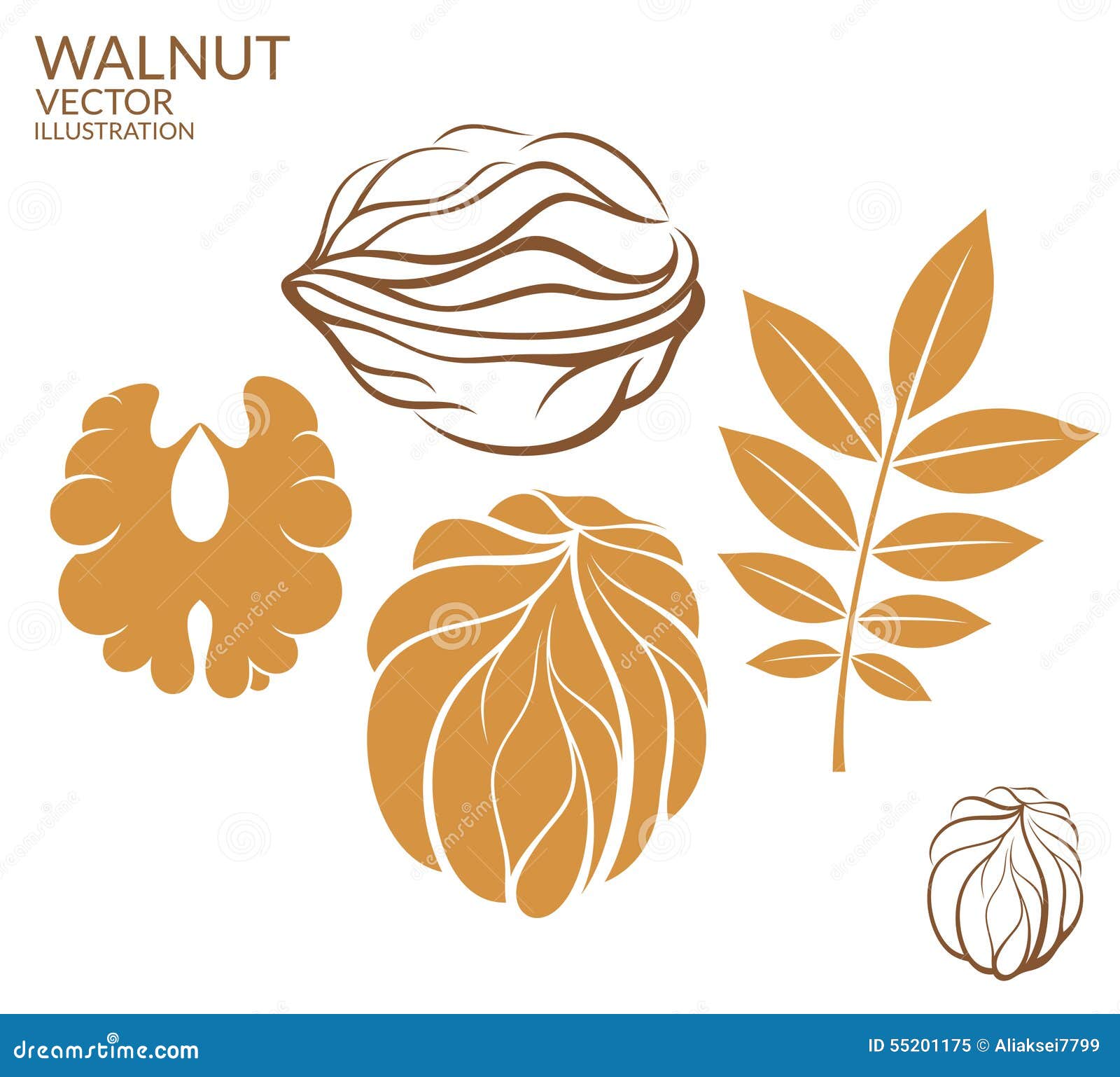 Walnut. Set stock vector. Illustration of silhouette - 55201175