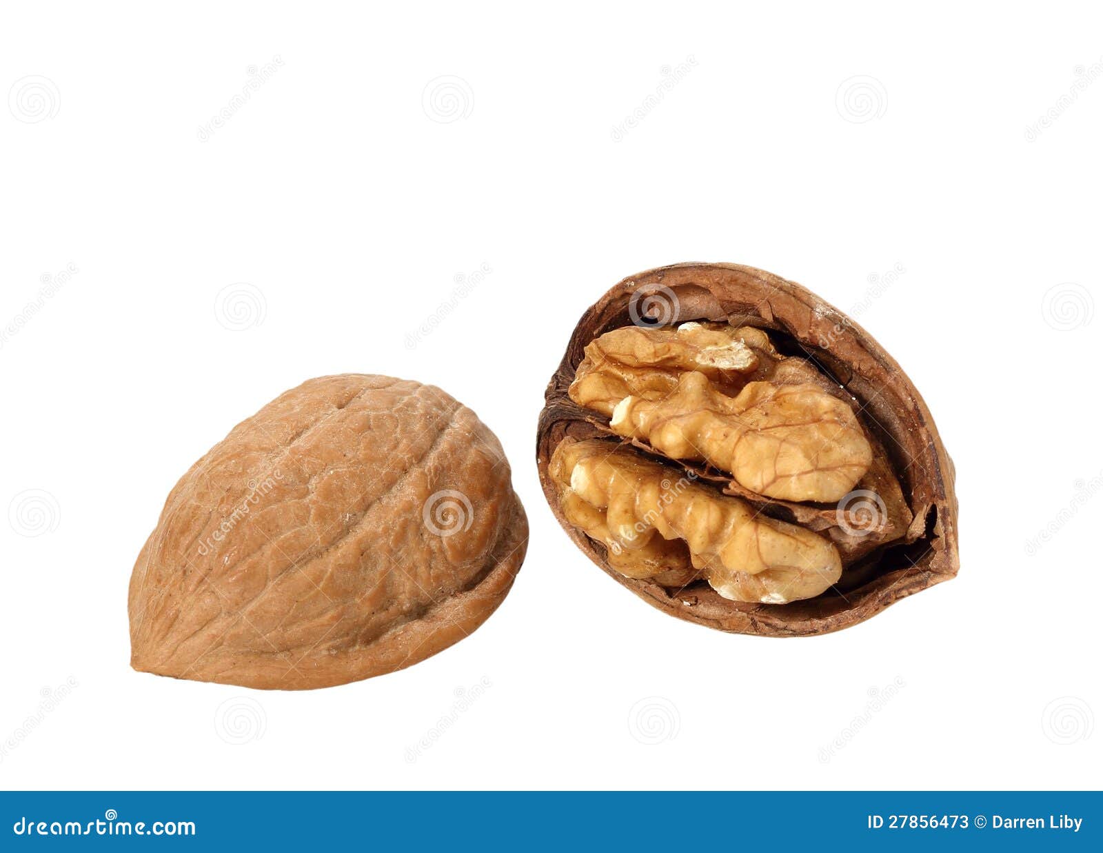 Walnut in Shell stock image. Image of closeup, vitamin - 27856473
