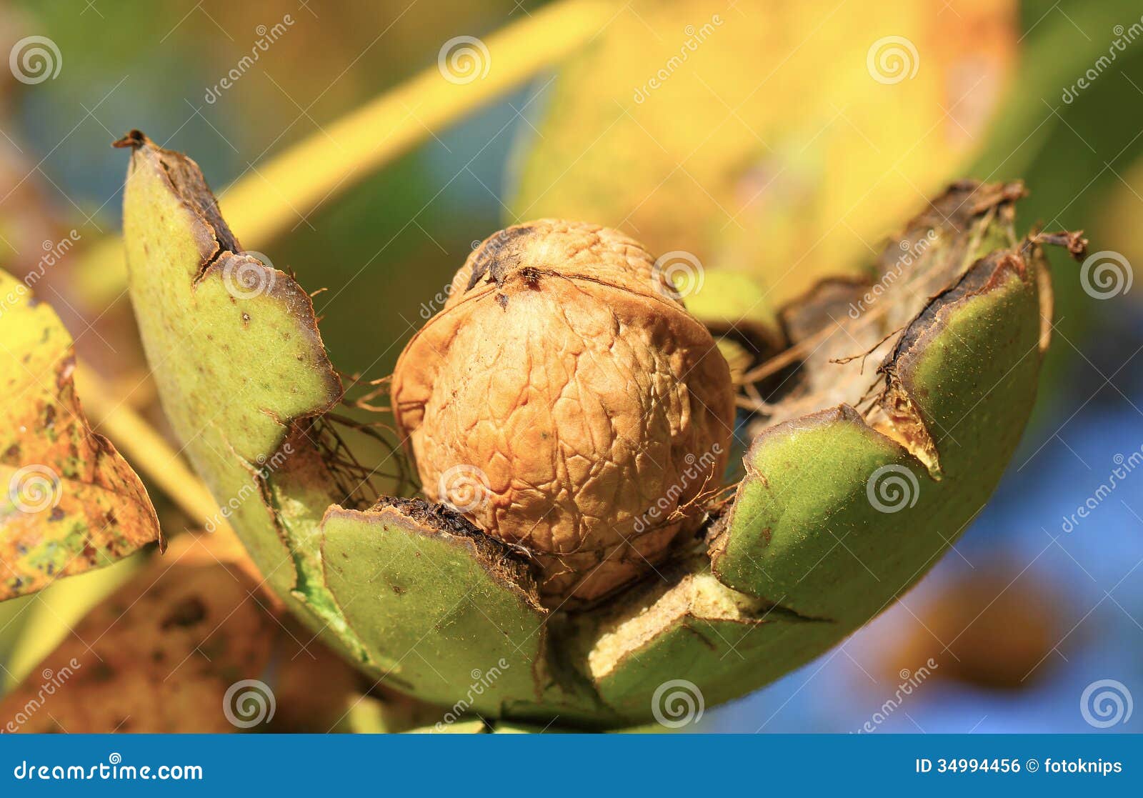 Walnut in shell burst stock photo. Image of case, medicinal - 34994456