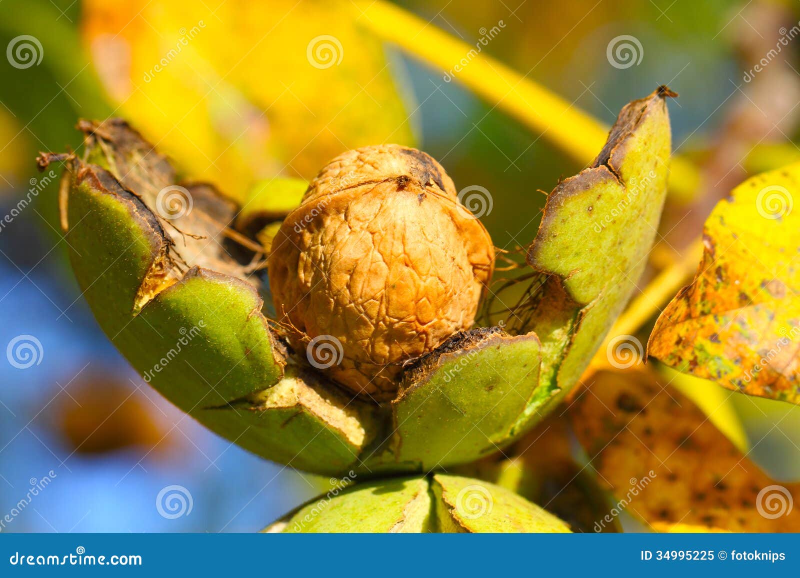 Walnut in shell burst stock image. Image of leaf, open - 34995225