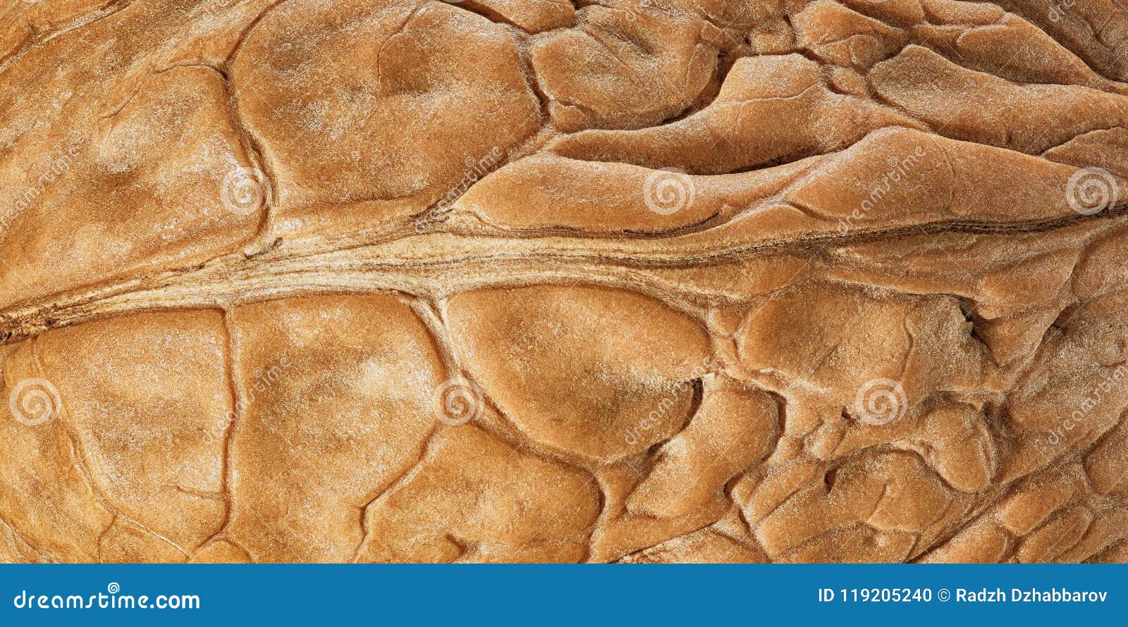 Walnut Shell Extreme Macro As Package Design Element Collection ...