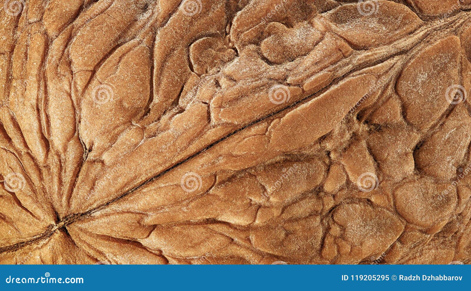 Walnut Shell Extreme Macro As Package Design Element Collection ...