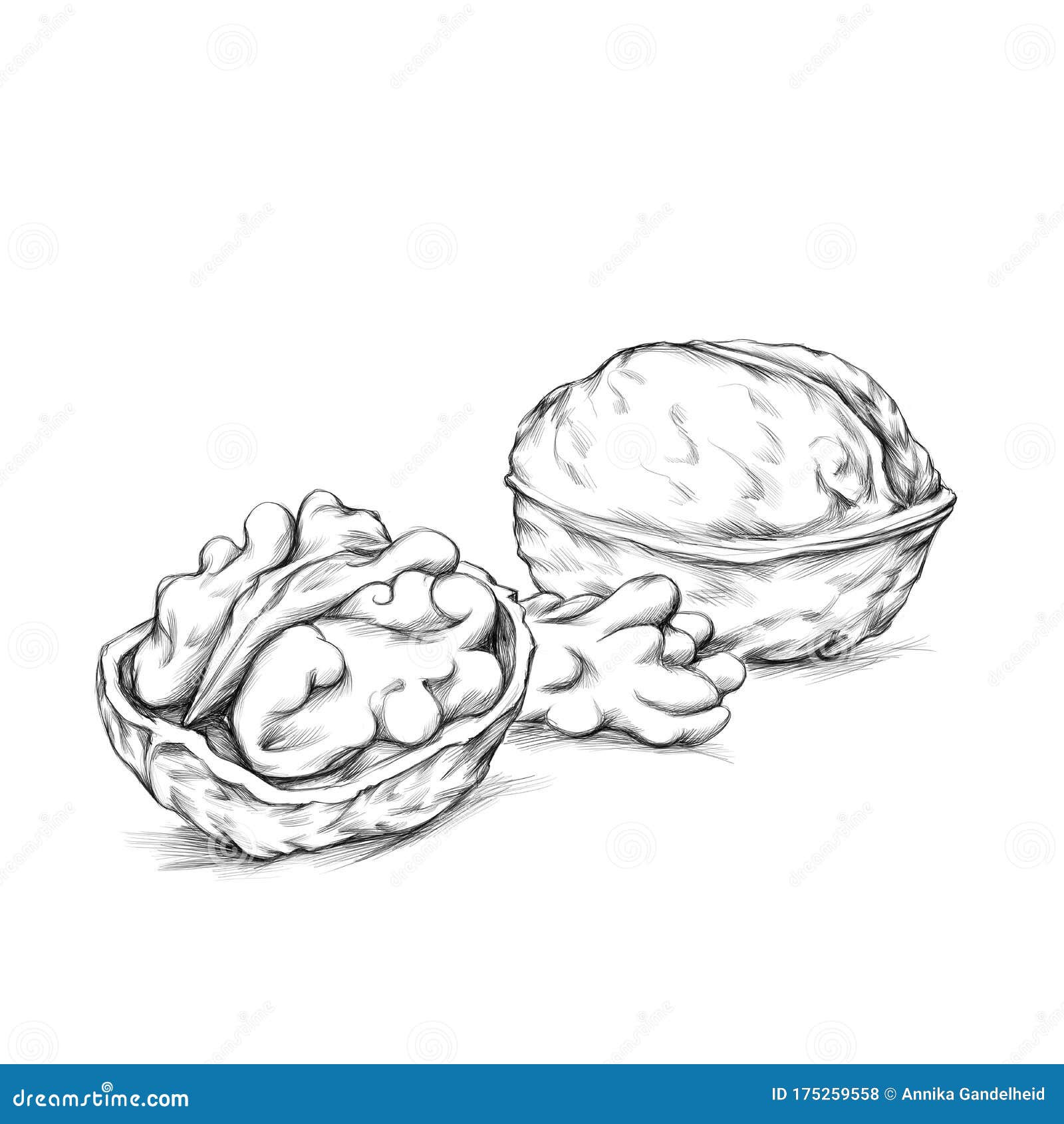 Walnut with and without a Shell Stock Illustration - Illustration of ...