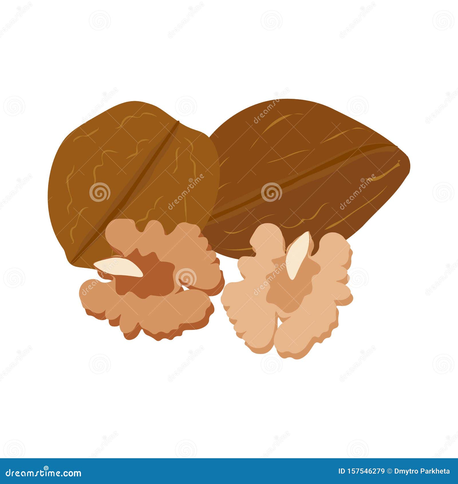 Walnut Illustration | CartoonDealer.com #34401264