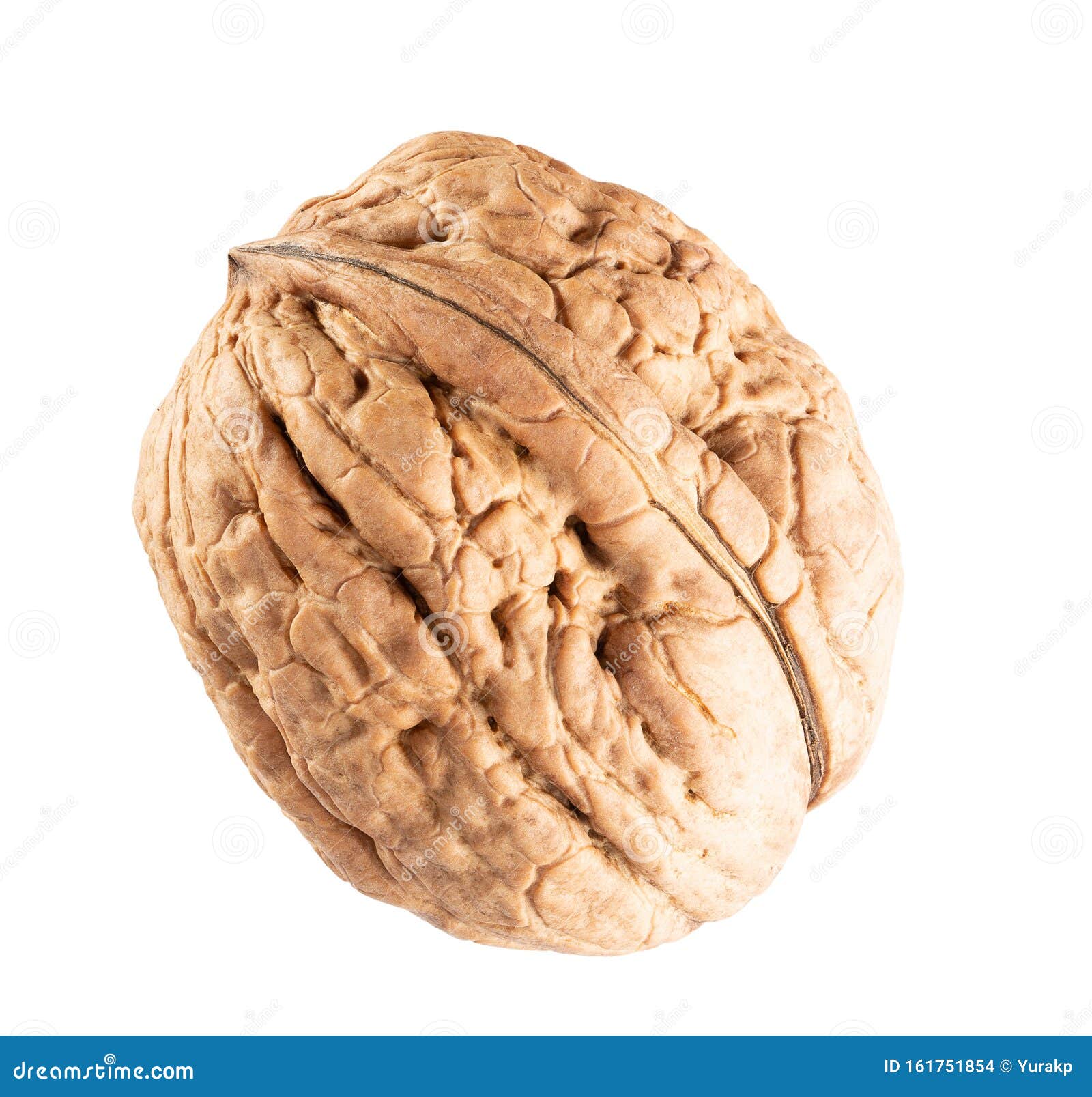 Walnut in Shell Isolated on a White Background Stock Photo - Image of ...