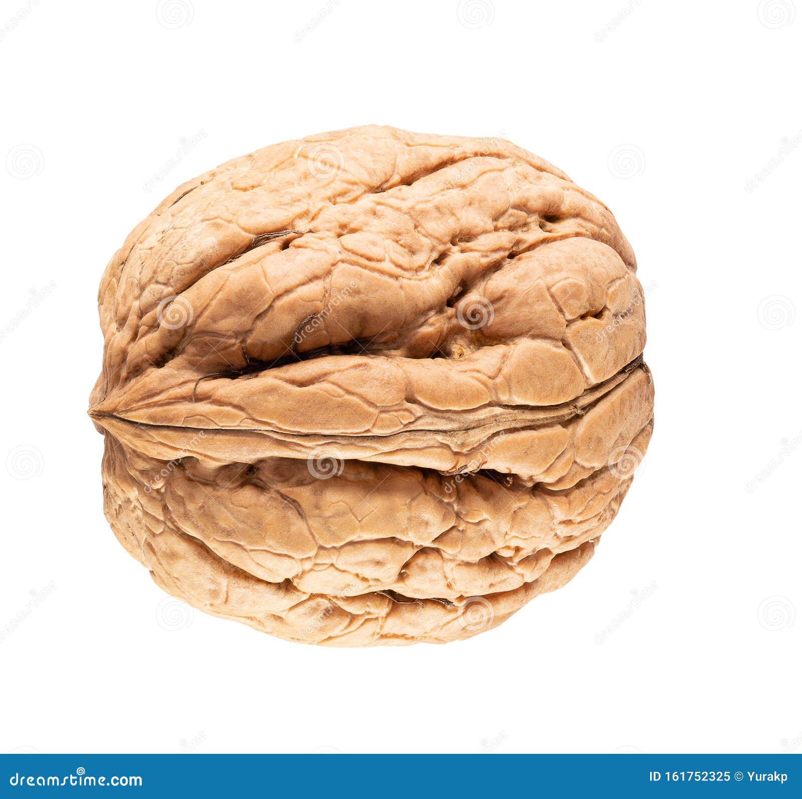 Walnut in Shell Isolated on a White Background Stock Image - Image of ...