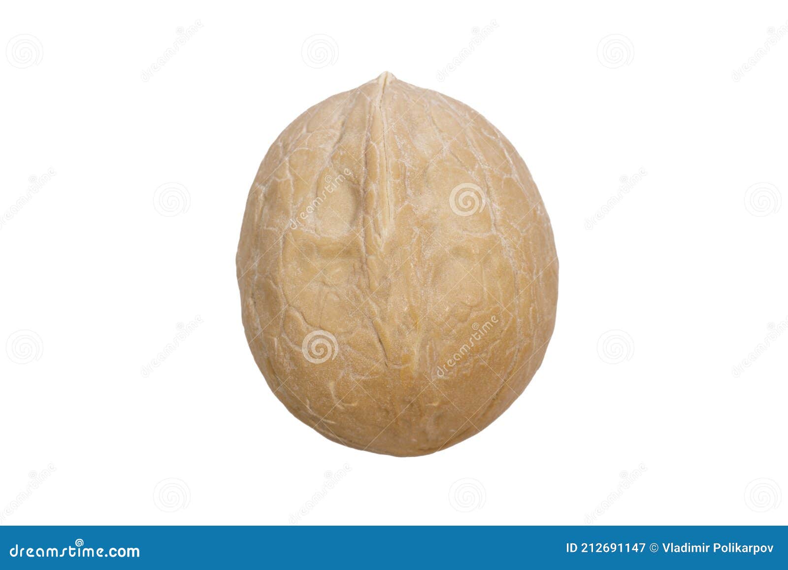 Walnut in Shell Isolated on White Background Stock Image - Image of ...