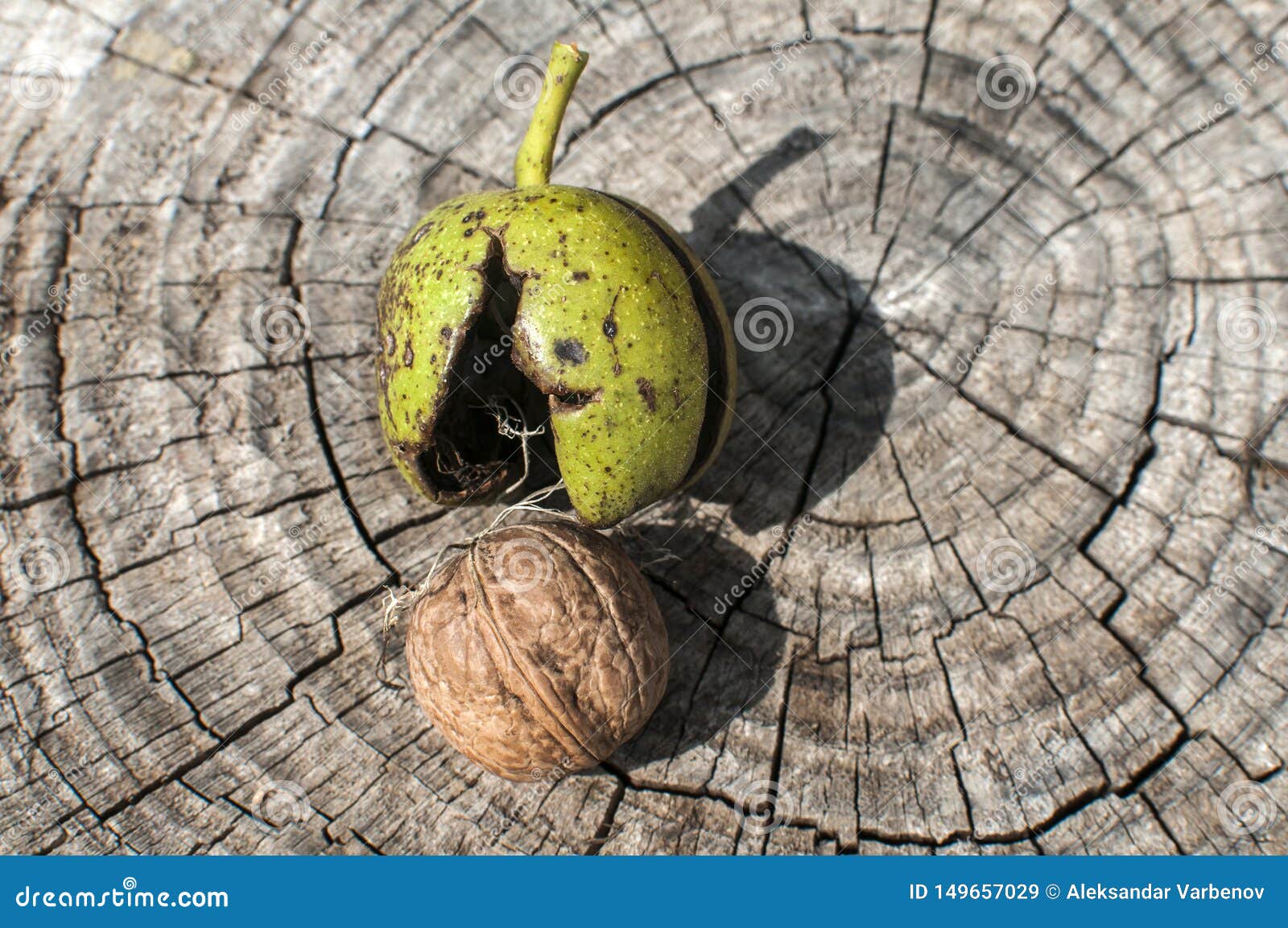 Walnut Shell and Its Green Husk Stock Image - Image of fresh, healthy ...