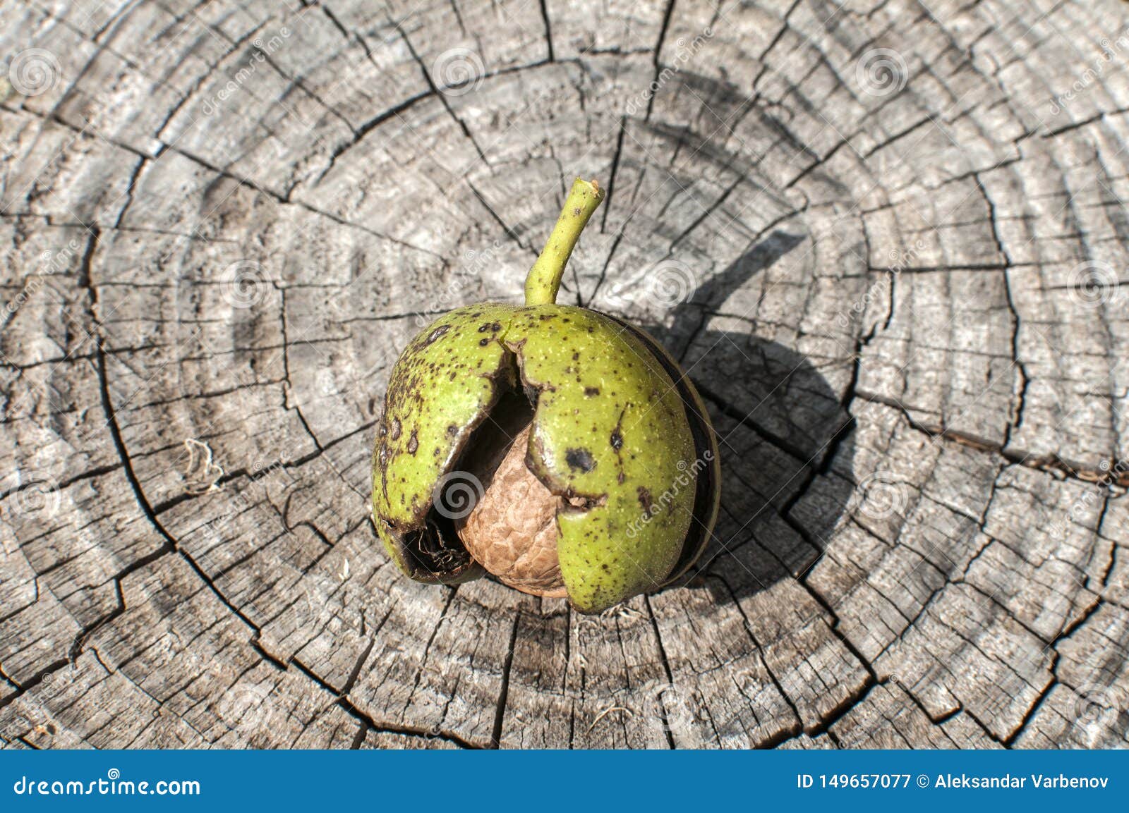 Walnut Shell and Its Green Husk Stock Image - Image of nutshell, autumn ...