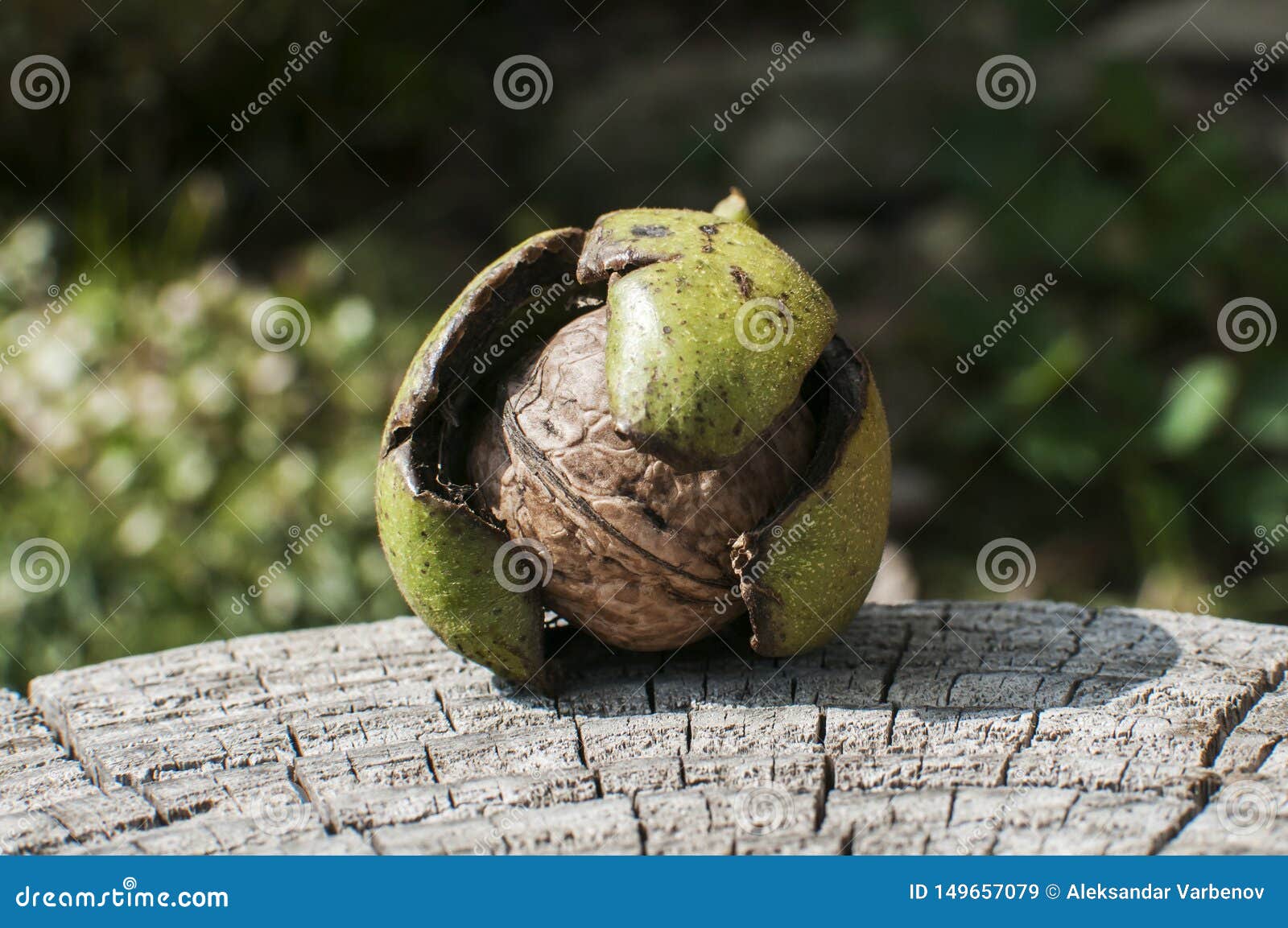 Walnut Shell and Its Green Husk Stock Image - Image of autumn, detail ...