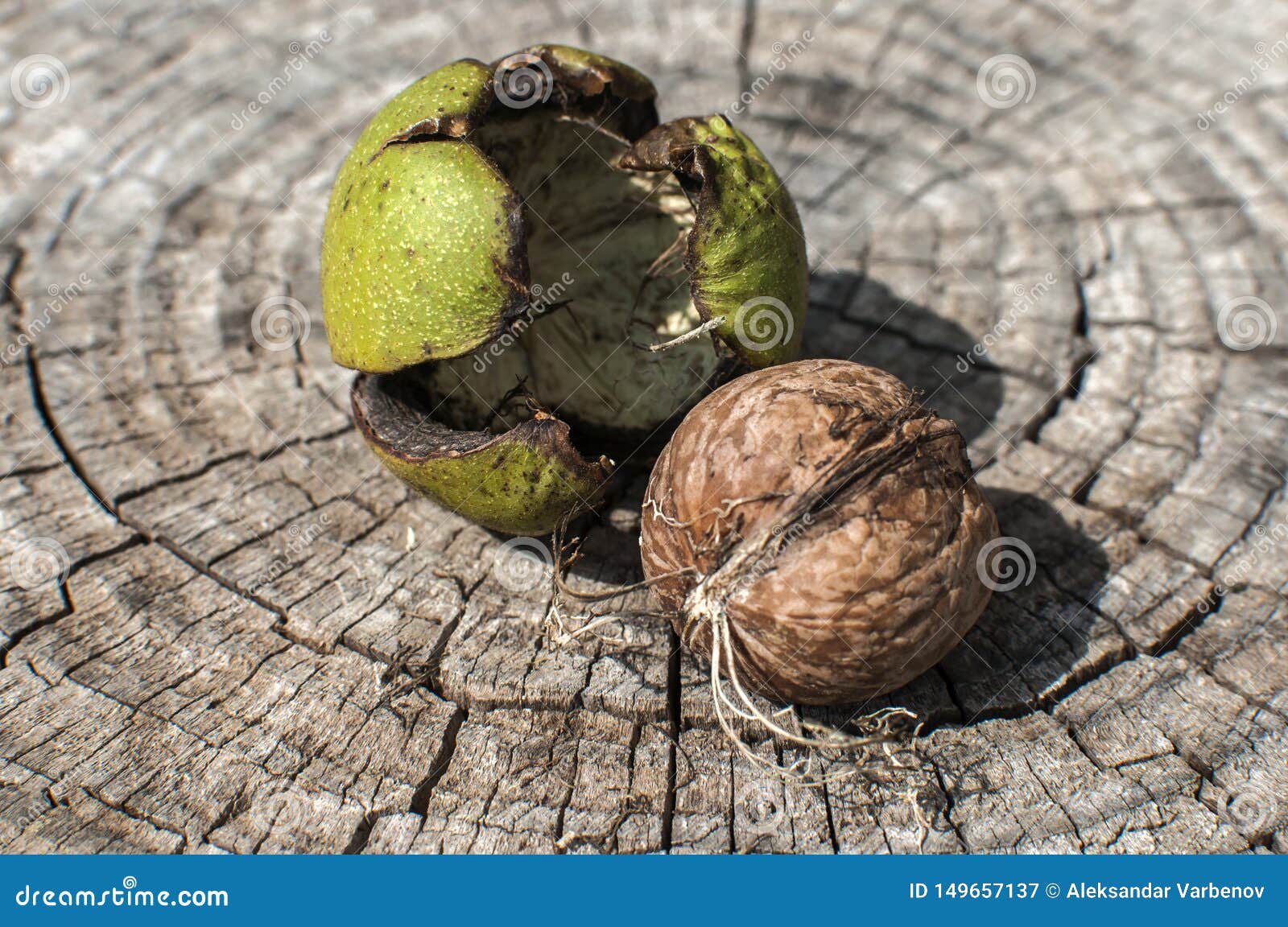 Walnut Shell and Its Green Husk Stock Image - Image of green, nutshell ...