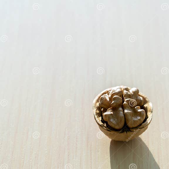 Walnut in the Shell is Like a Brain Stock Image - Image of macro, brown ...