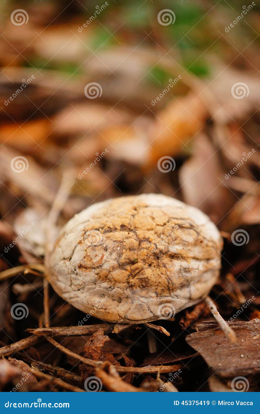 Walnut shell stock image. Image of walnut, mushroom, fungus - 45375419