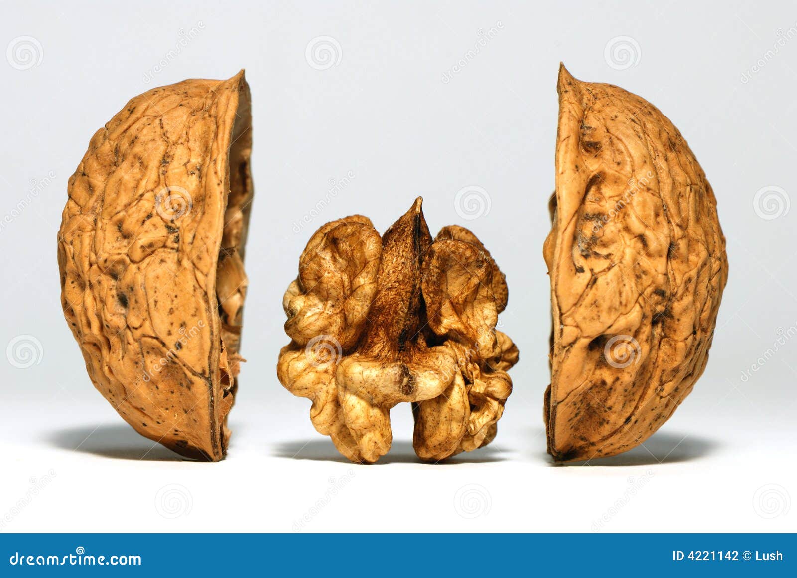 Walnut between shells stock photo. Image of background - 4221142
