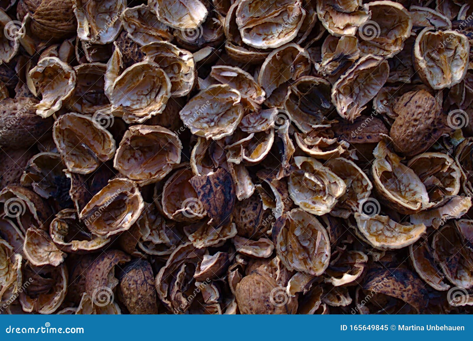 Walnut Shells in the Garden Stock Image - Image of walnutshell, nuts ...