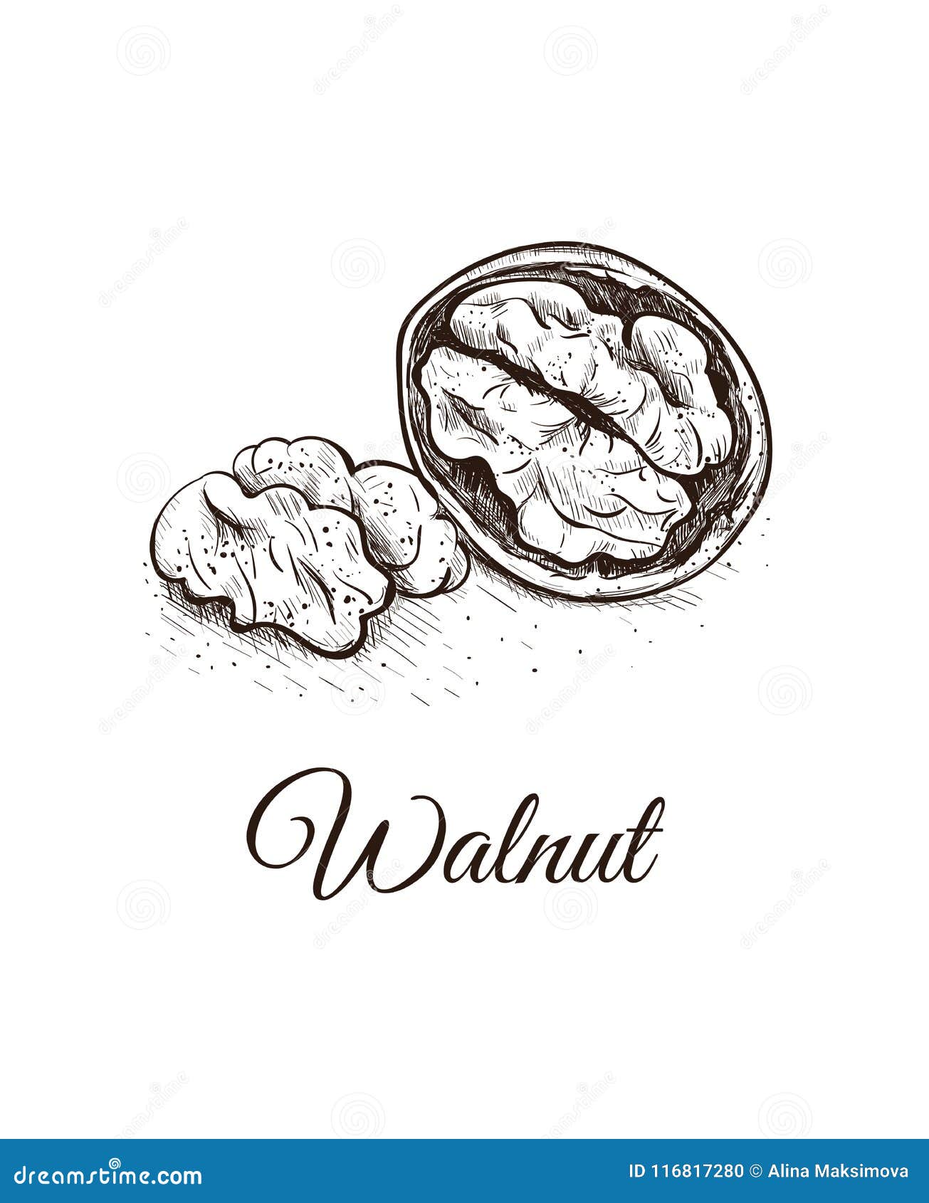 Walnut Sketch Hand Drawing. Stock Vector - Illustration of outline ...