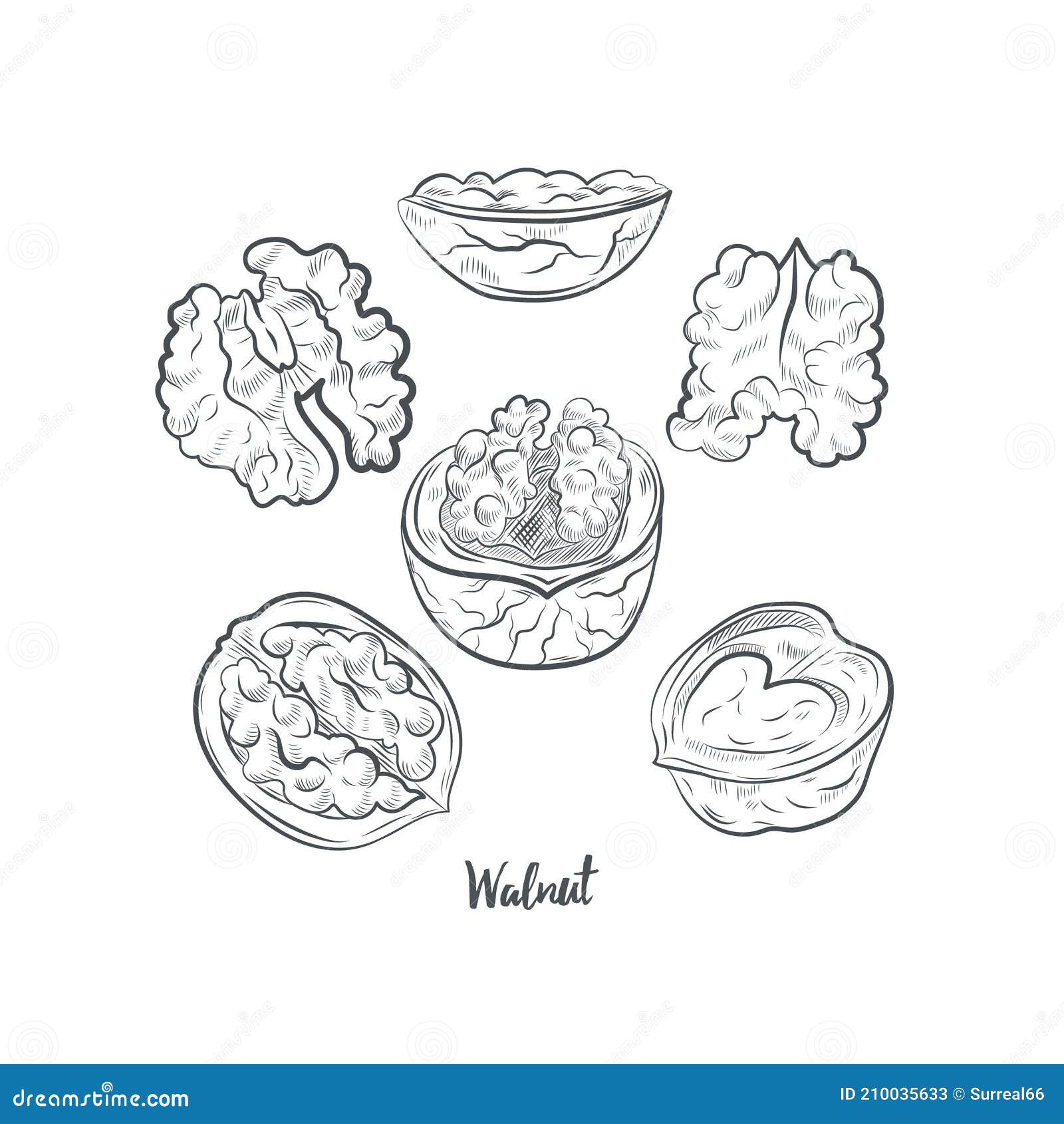 Walnut Sketch Hand Drawing. Vector Illustration | CartoonDealer.com ...