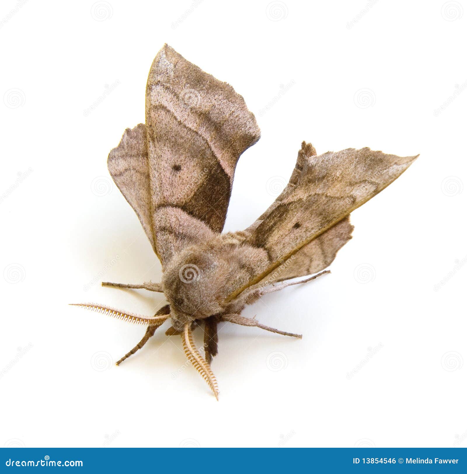 Sphinx Moth Sphingidae Preparing To Molt Stock Photo | CartoonDealer ...