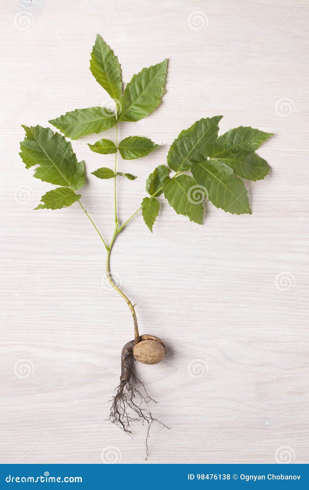 Walnut sprout stock photo. Image of germination, edible - 98476138