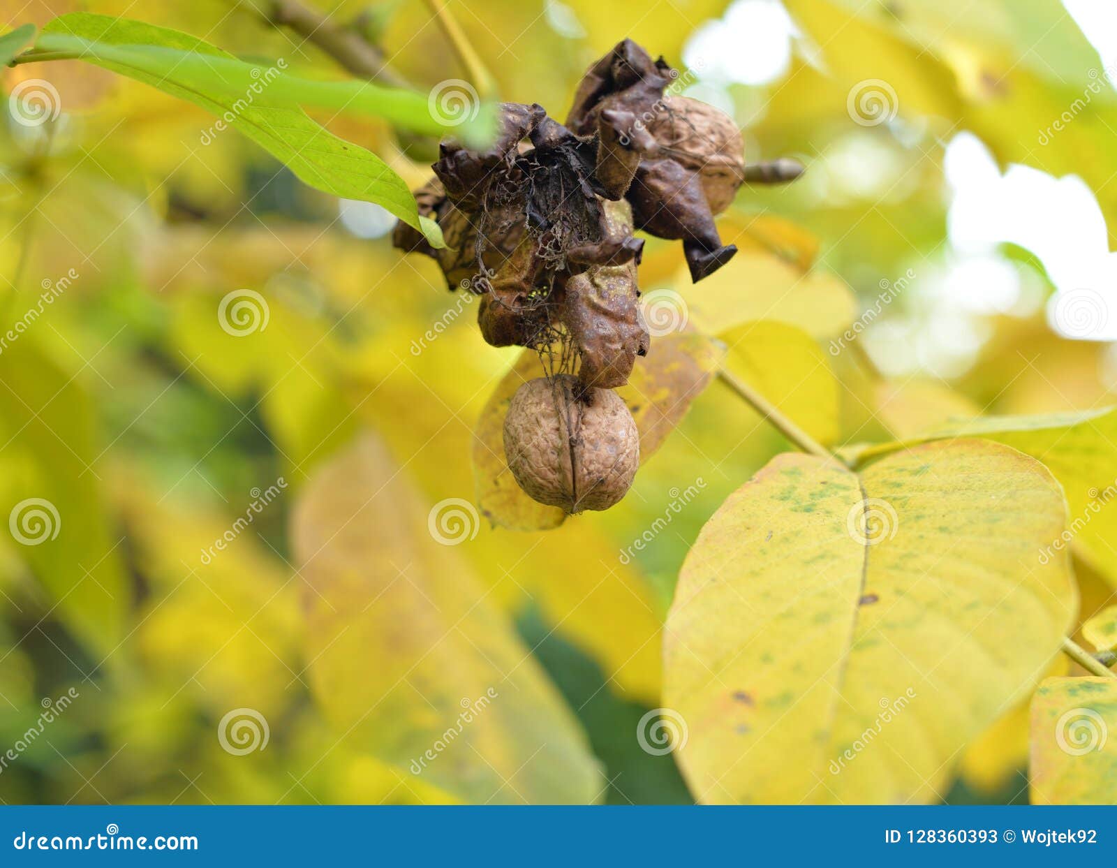 Walnut Still on the Tree during Autumn. Stock Image - Image of autumn ...