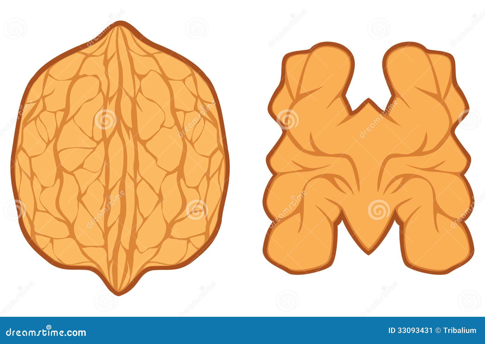 Walnut stock vector. Illustration of mature, nutshell - 33093431