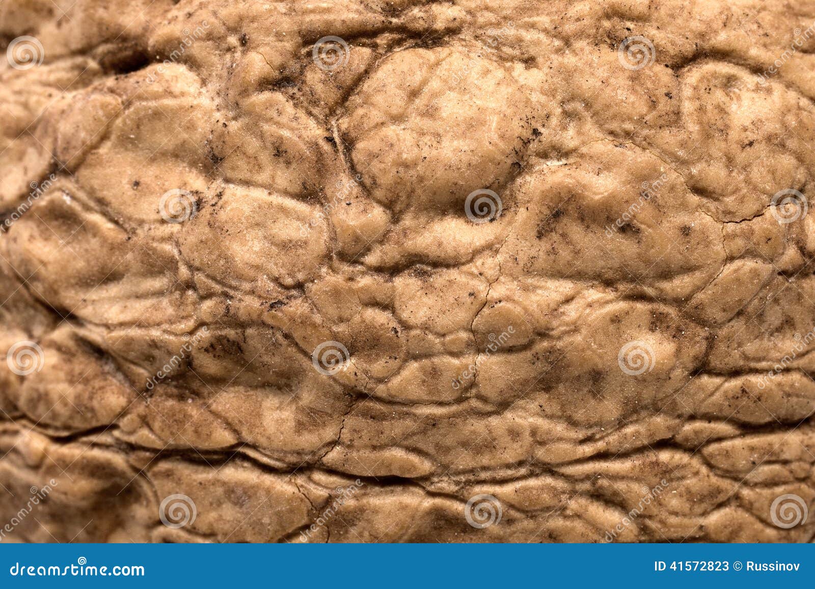 Walnut texture, closeup stock image. Image of hard, ingredient - 41572823