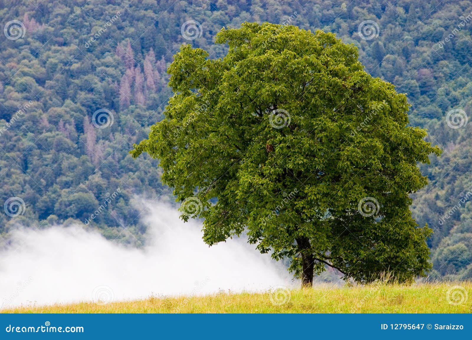 Walnut-tree stock image. Image of landscape, mountain - 12795647