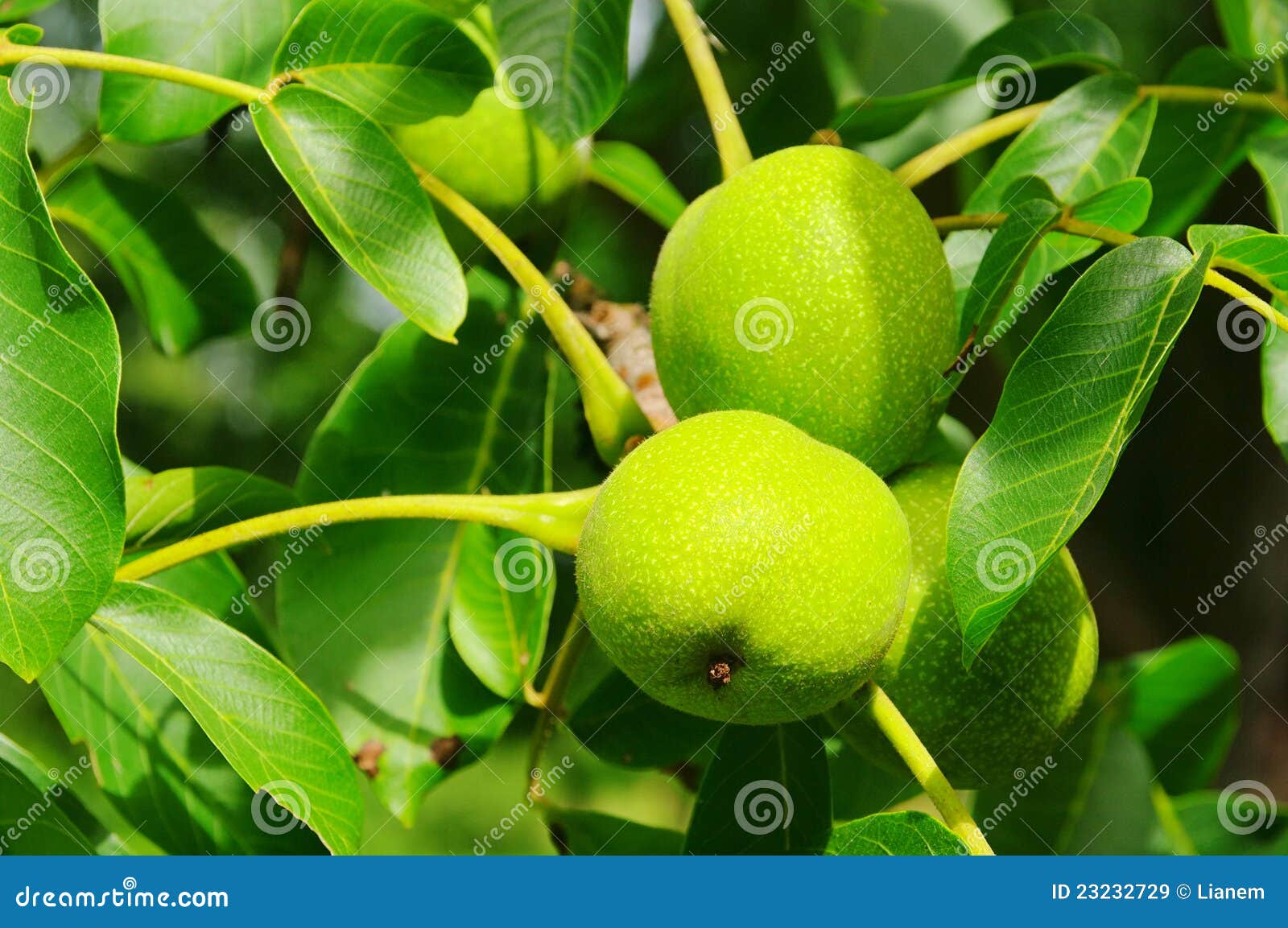 Walnut tree stock image. Image of natural, branch, nature - 23232729