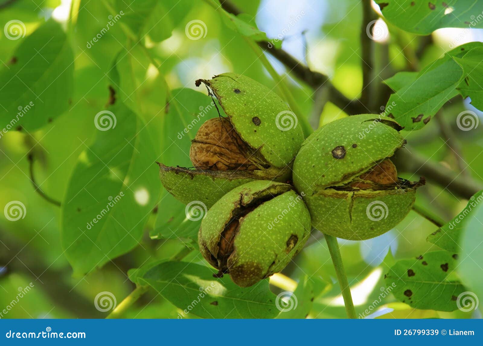 Walnut tree stock image. Image of macro, closeup, twig - 26799339