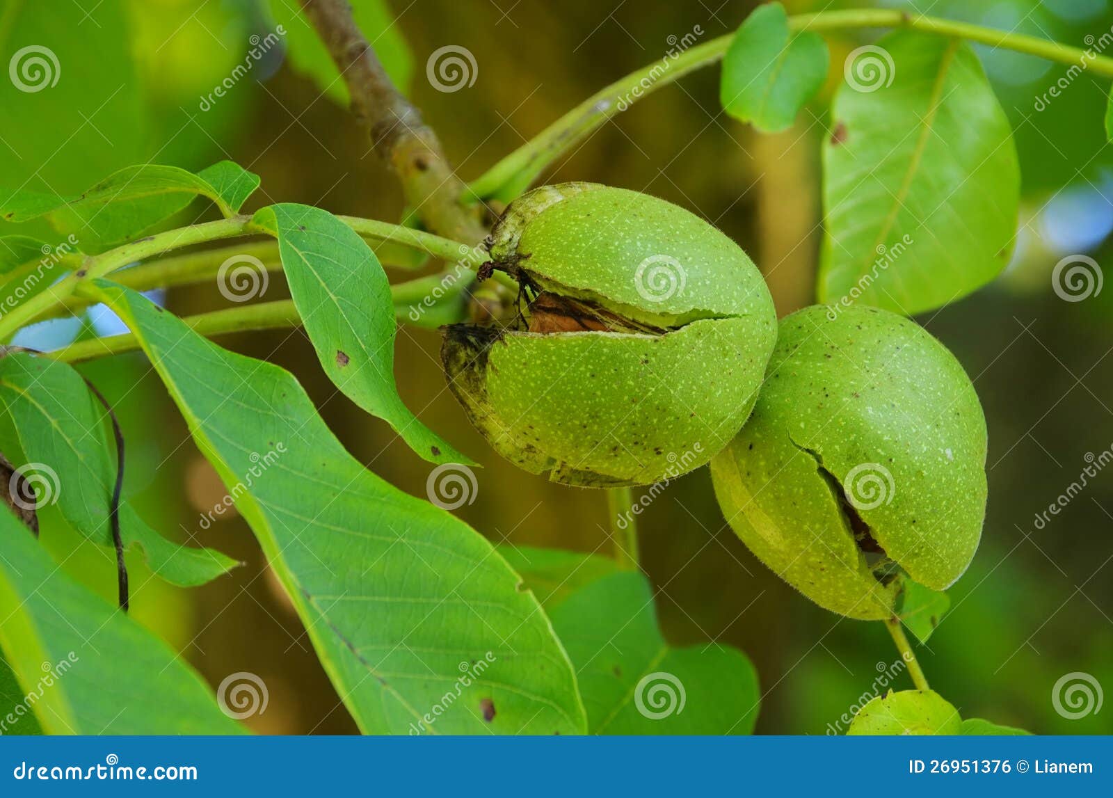 Walnut tree stock photo. Image of twig, natural, season - 26951376