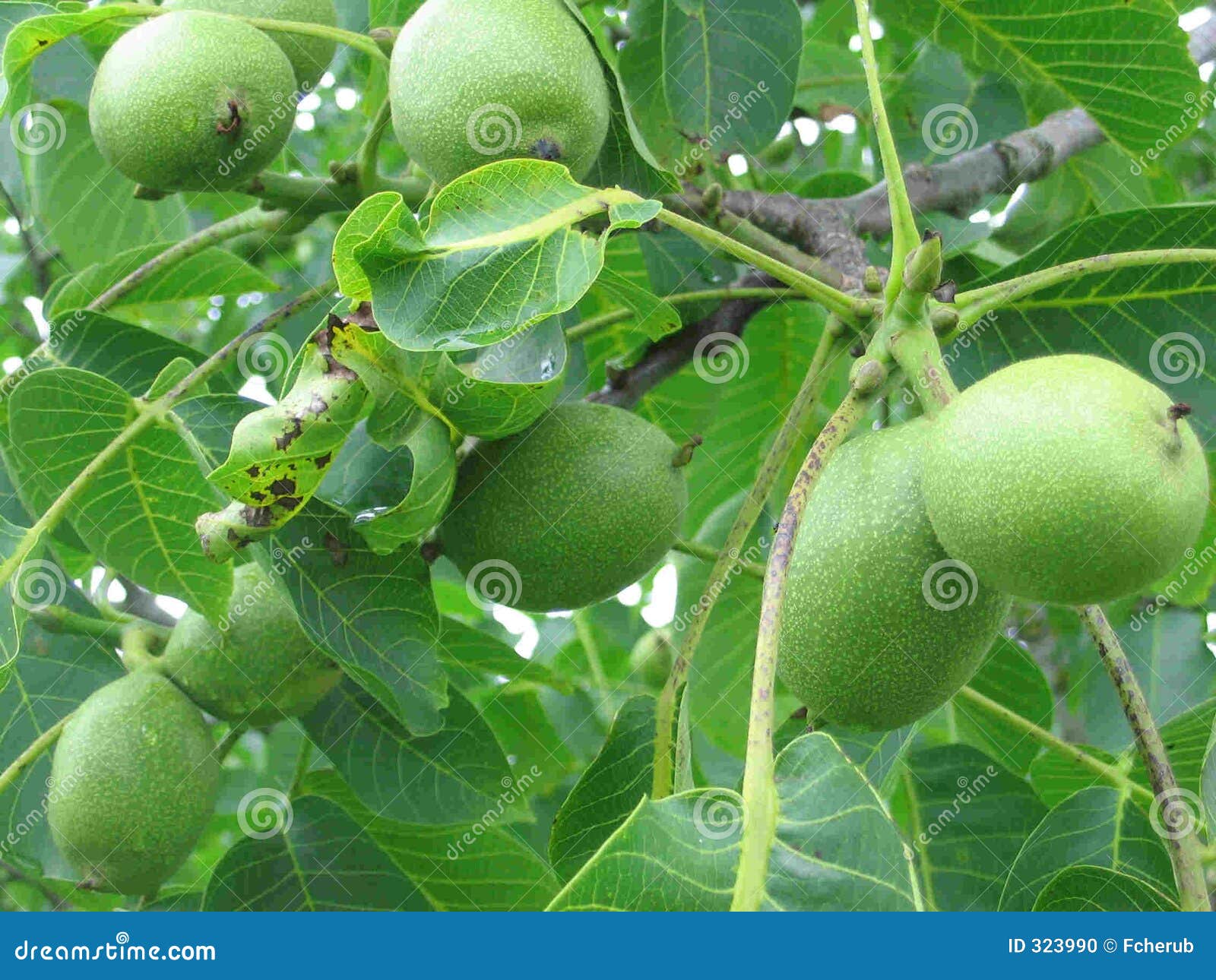 Green walnuts on a tree stock photo. Image of tree, ingredients - 323990