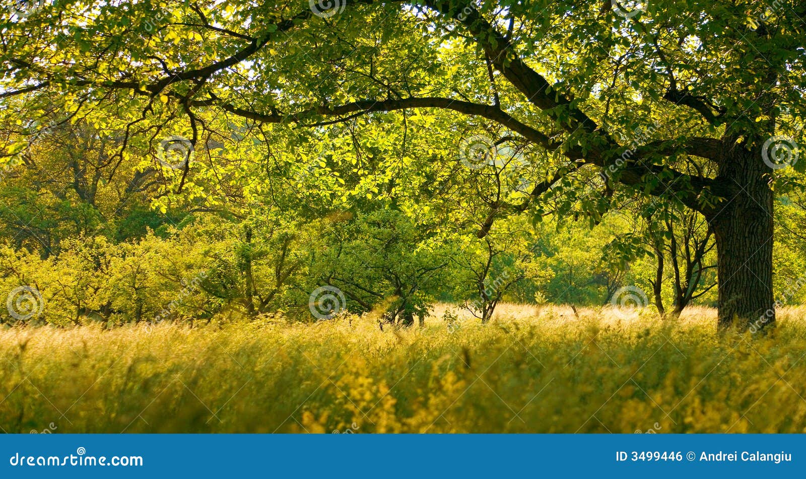 Walnut Tree Wood Texture Royalty-Free Stock Image | CartoonDealer.com ...