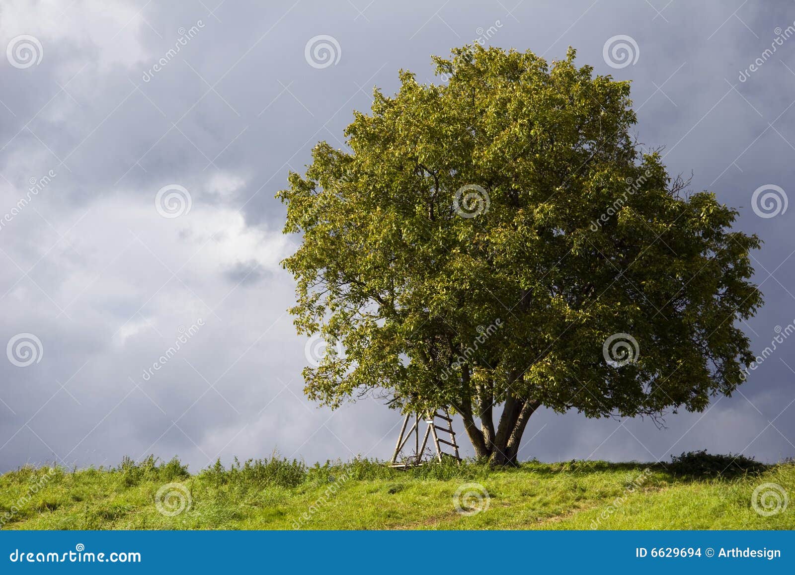 Walnut Tree (Juglans Regia) With Fruit Royalty-Free Stock Photography ...