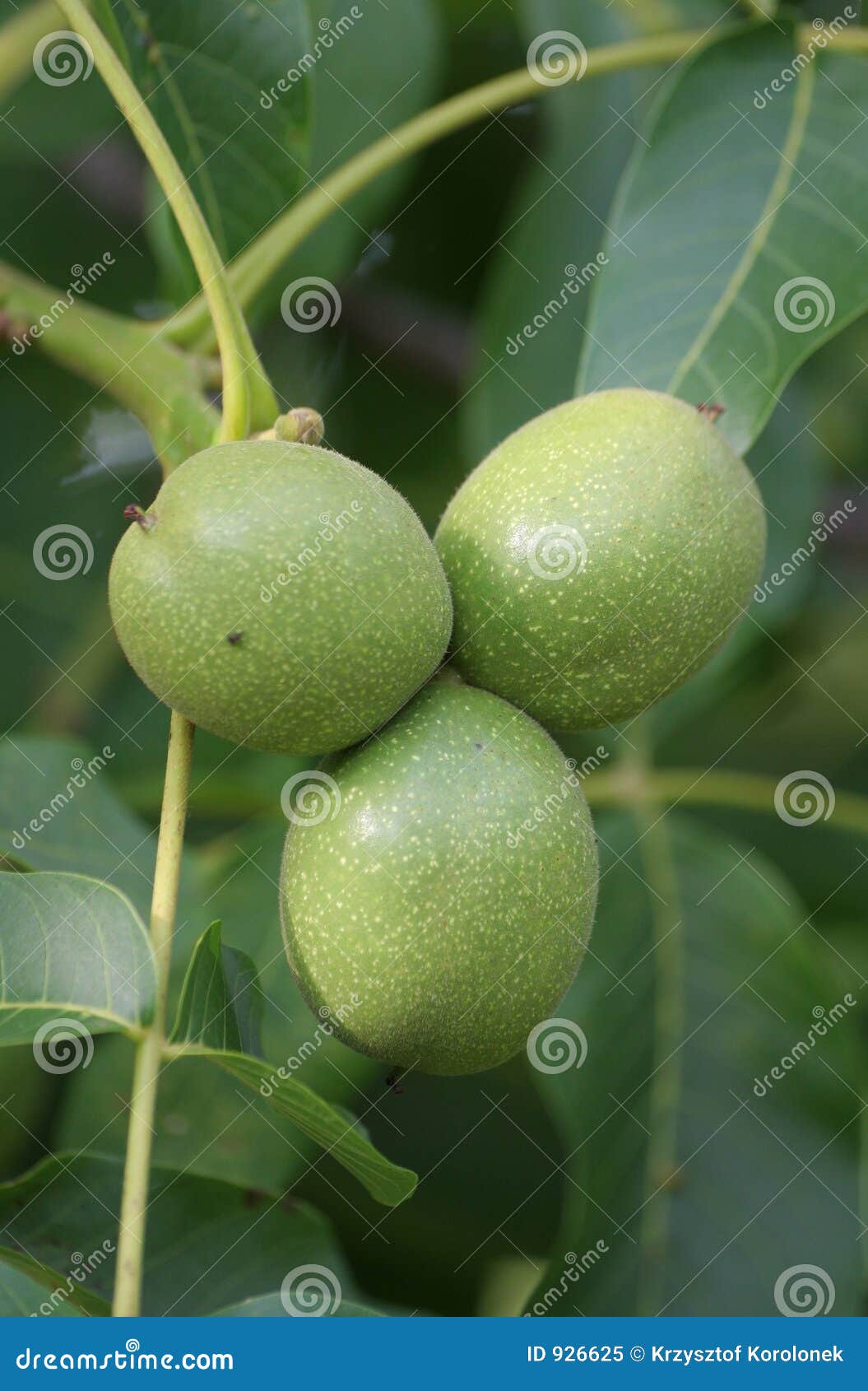 Walnut tree stock image. Image of food, green, nuts, wood - 926625