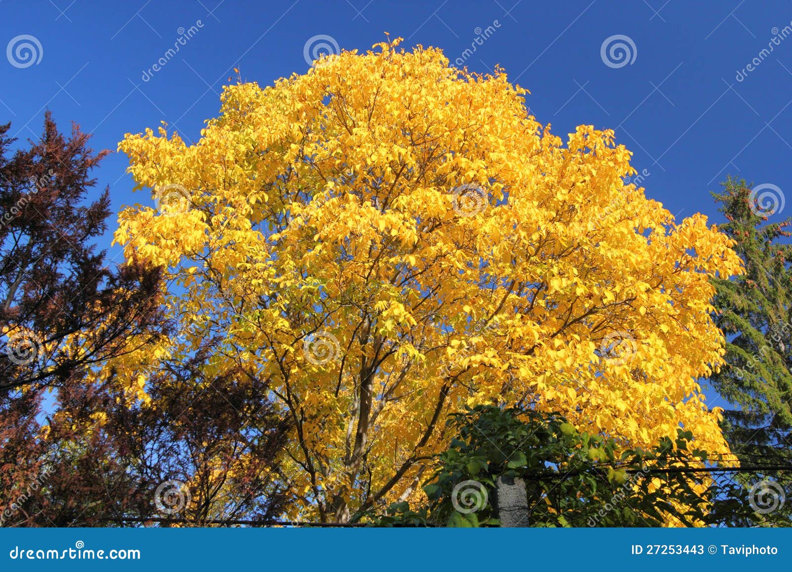 Walnut tree in autumn stock image. Image of plant, illuminated - 27253443