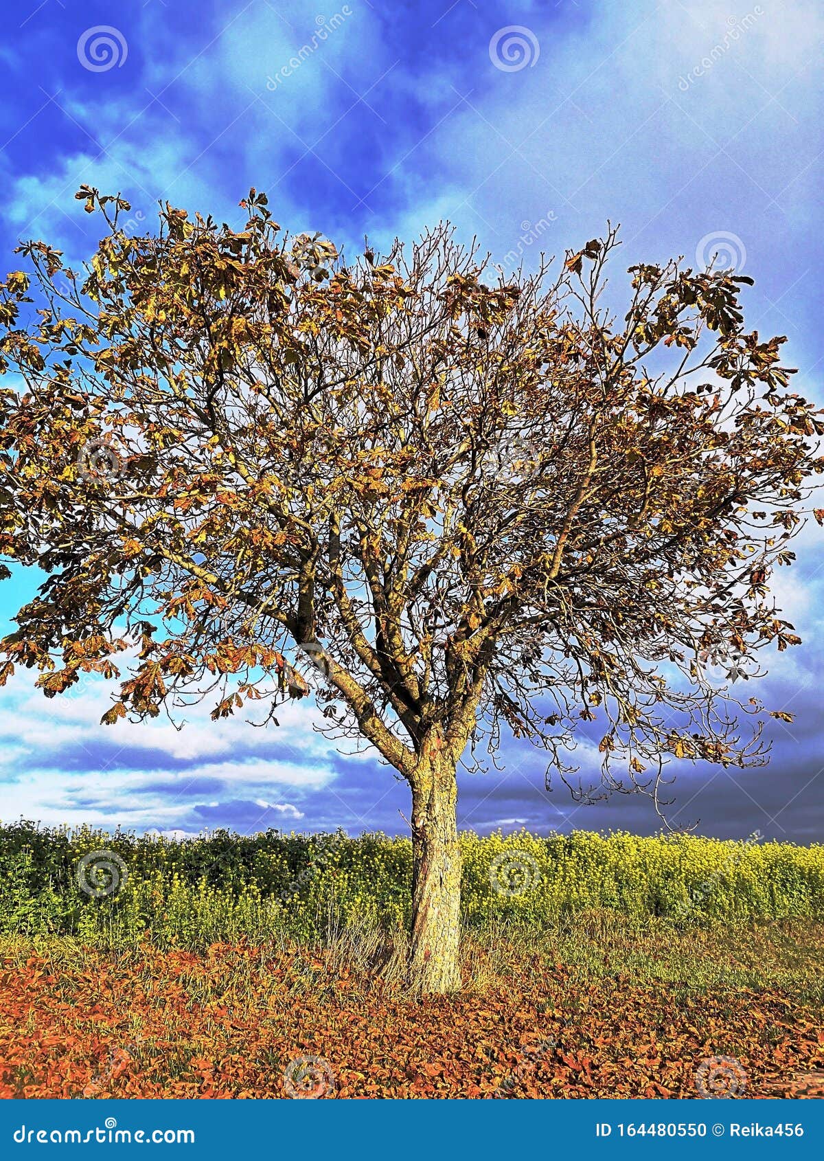 A walnut tree in autumn stock photo. Image of field - 164480550