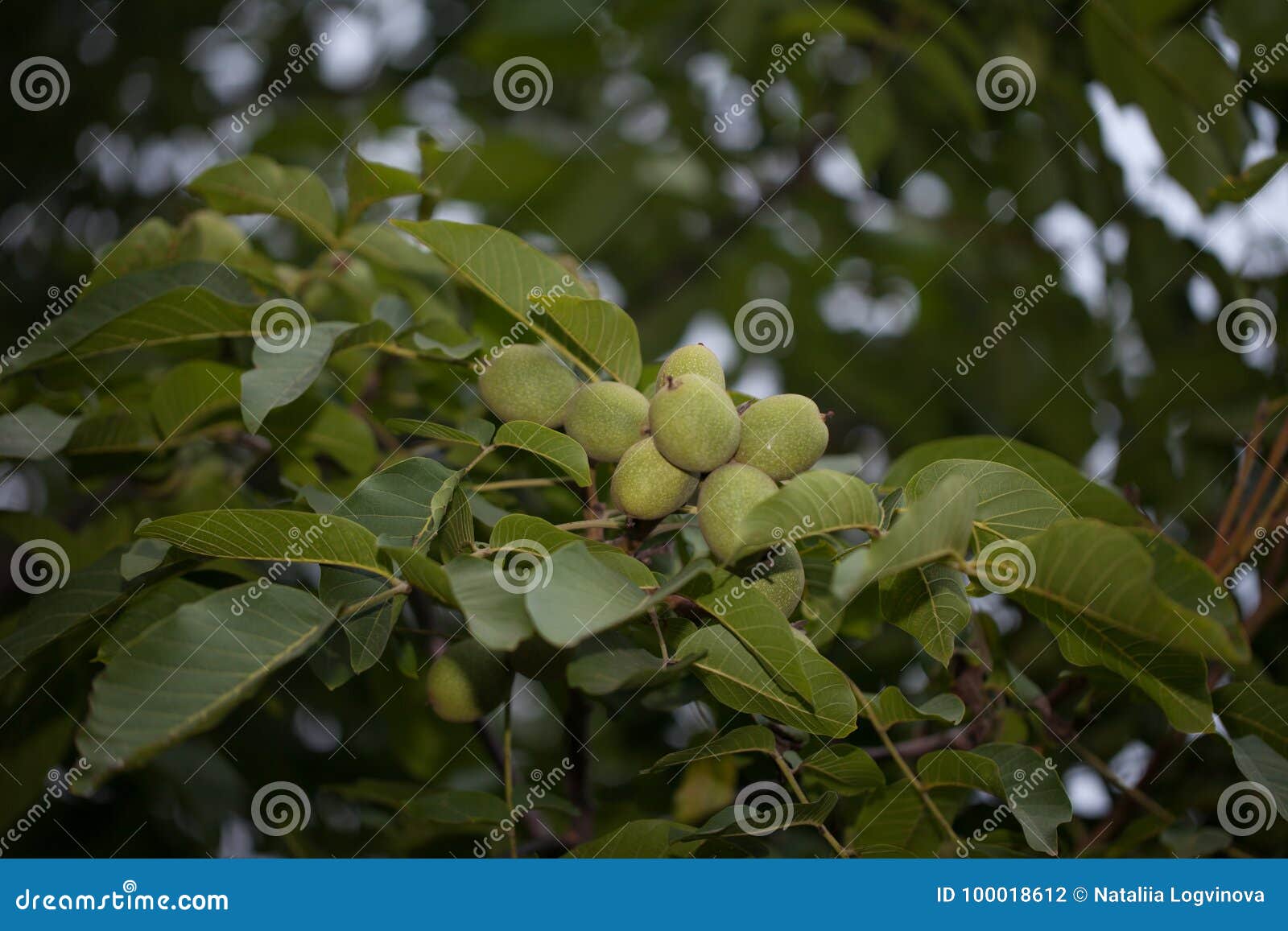 Walnut on Tree. Autumn Harvesting on Farm. Walnut Orchard Stock Photo ...