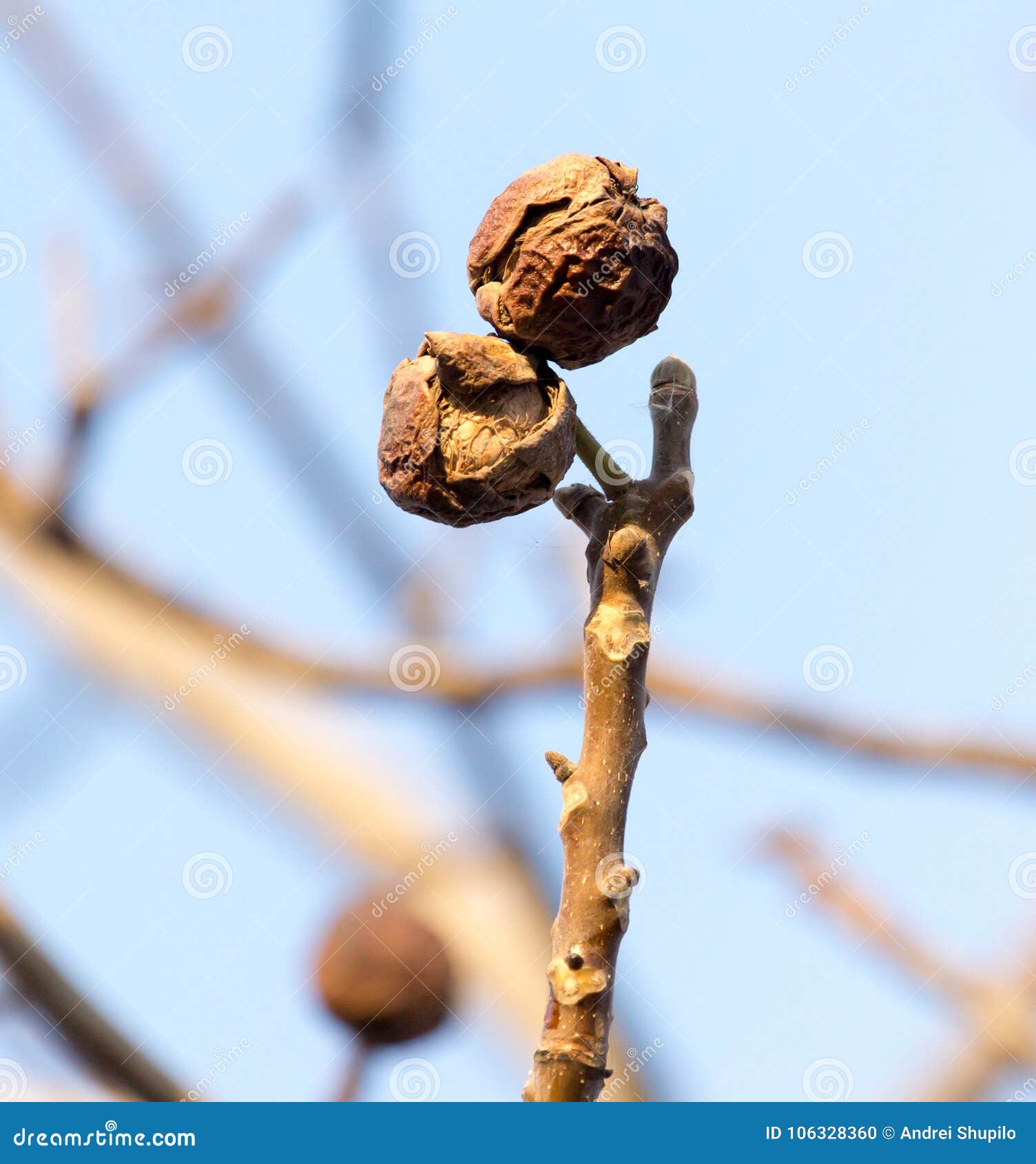 Walnut on the Tree in Autumn Stock Photo - Image of fruit, autumn ...