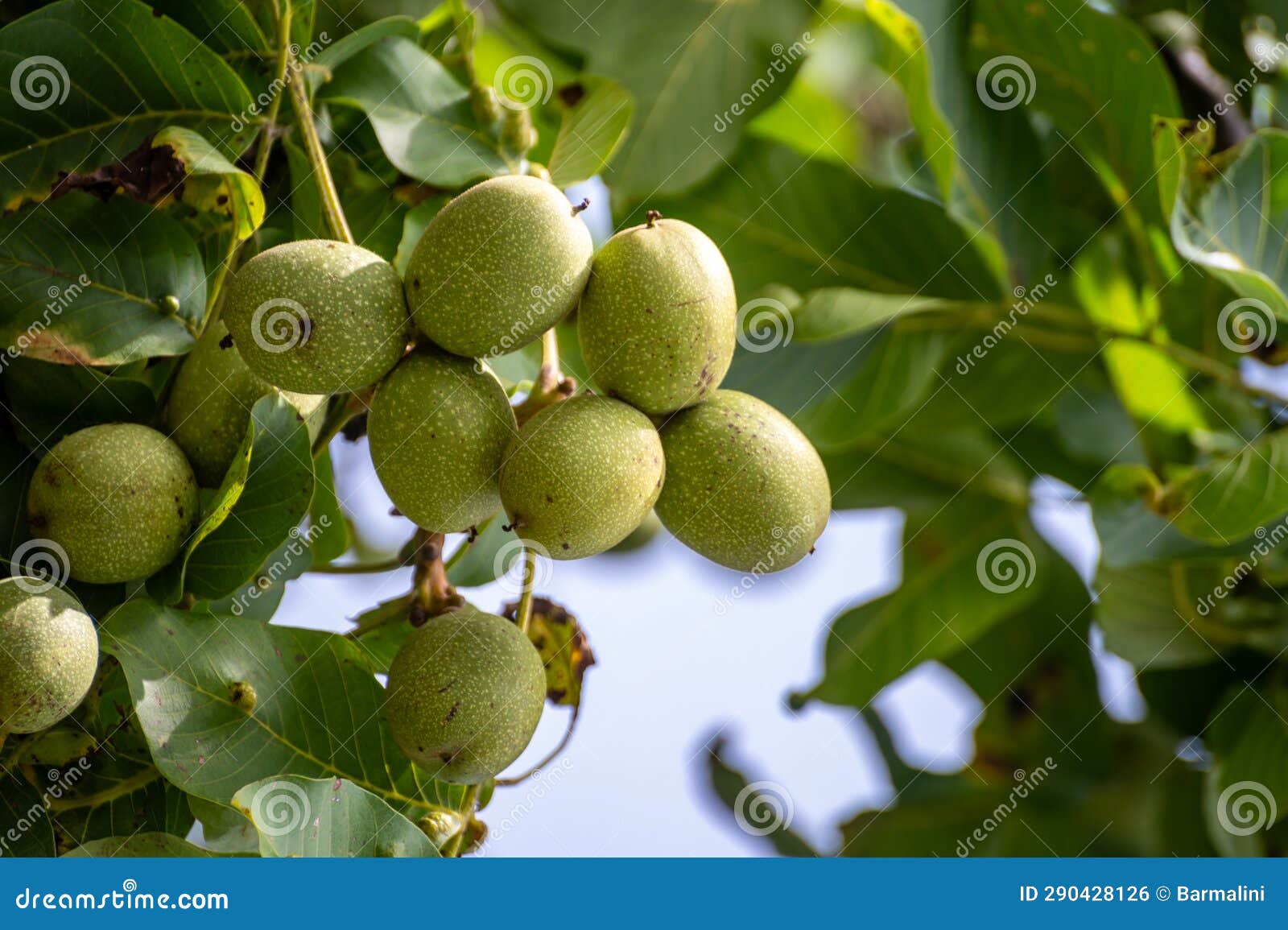 Walnut Tree with Big Ripe Nuts in Green Shell Close Up Stock Photo ...