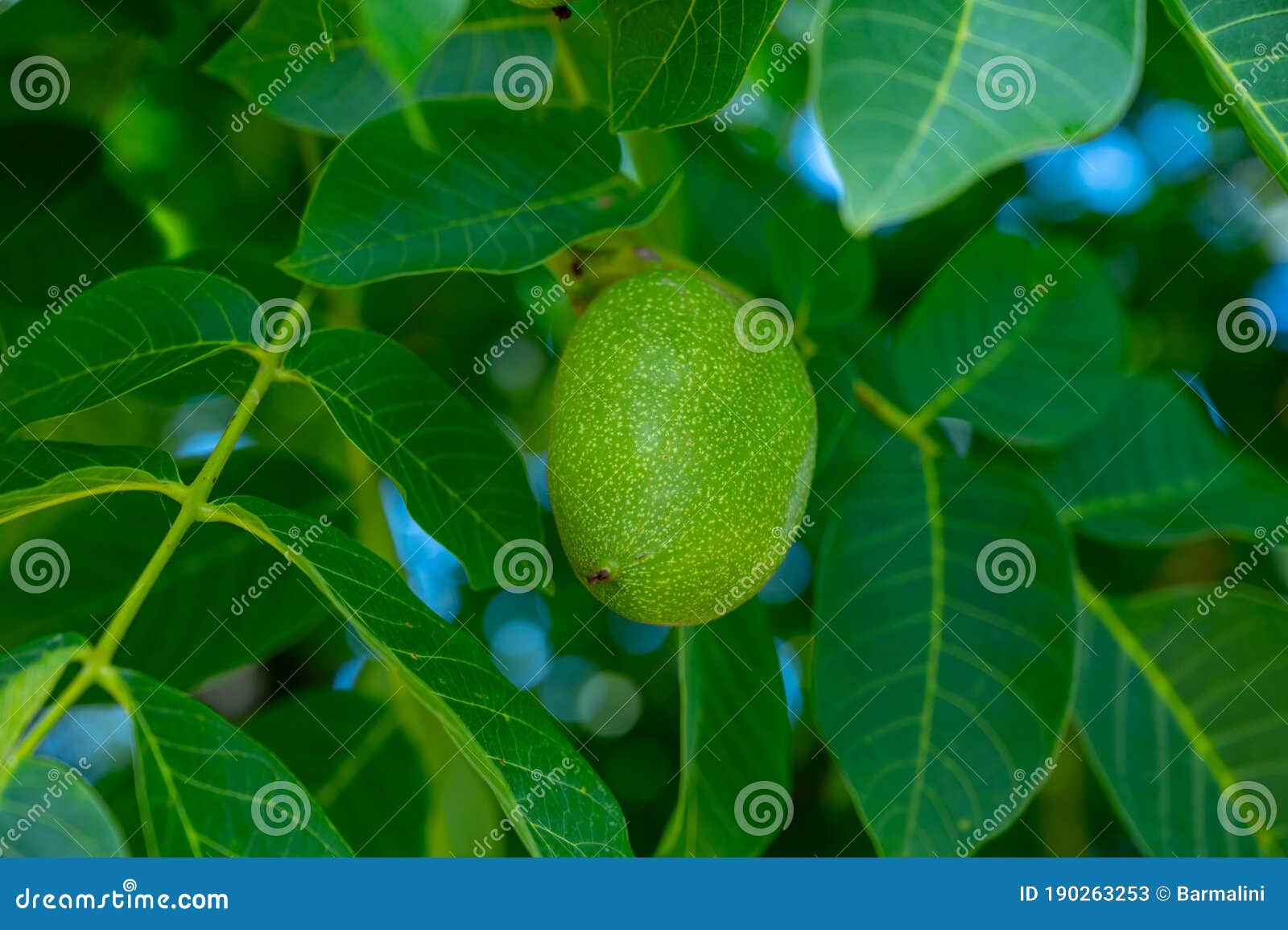 Walnut Tree with Big Unripe Nuts in Green Shell Stock Image - Image of ...