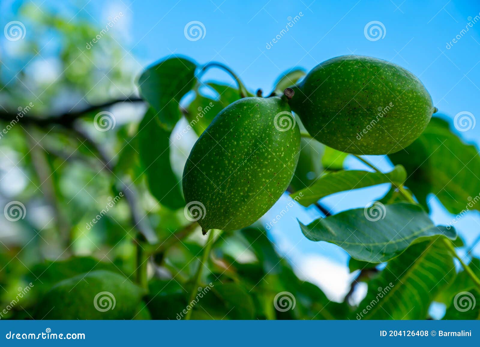 Walnut Tree with Big Unripe Nuts in Green Shell Stock Photo - Image of ...