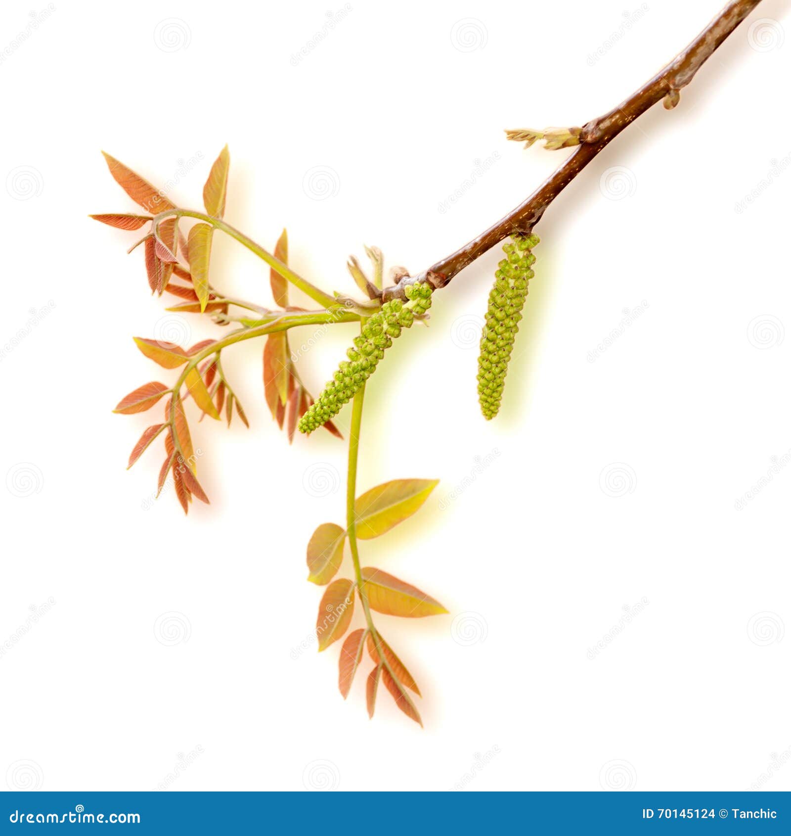 Walnut tree blooms stock photo. Image of floral, closeup - 70145124