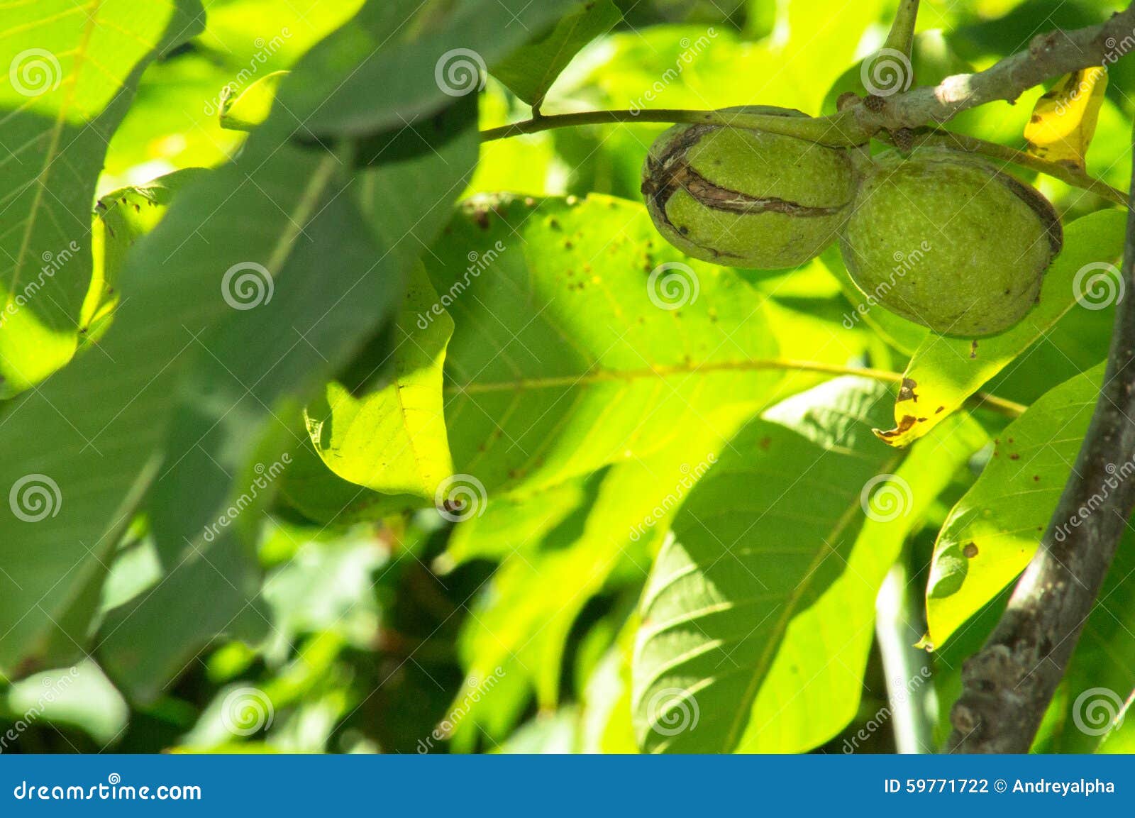 Walnut tree stock photo. Image of harvest, walnut, agriculture - 59771722