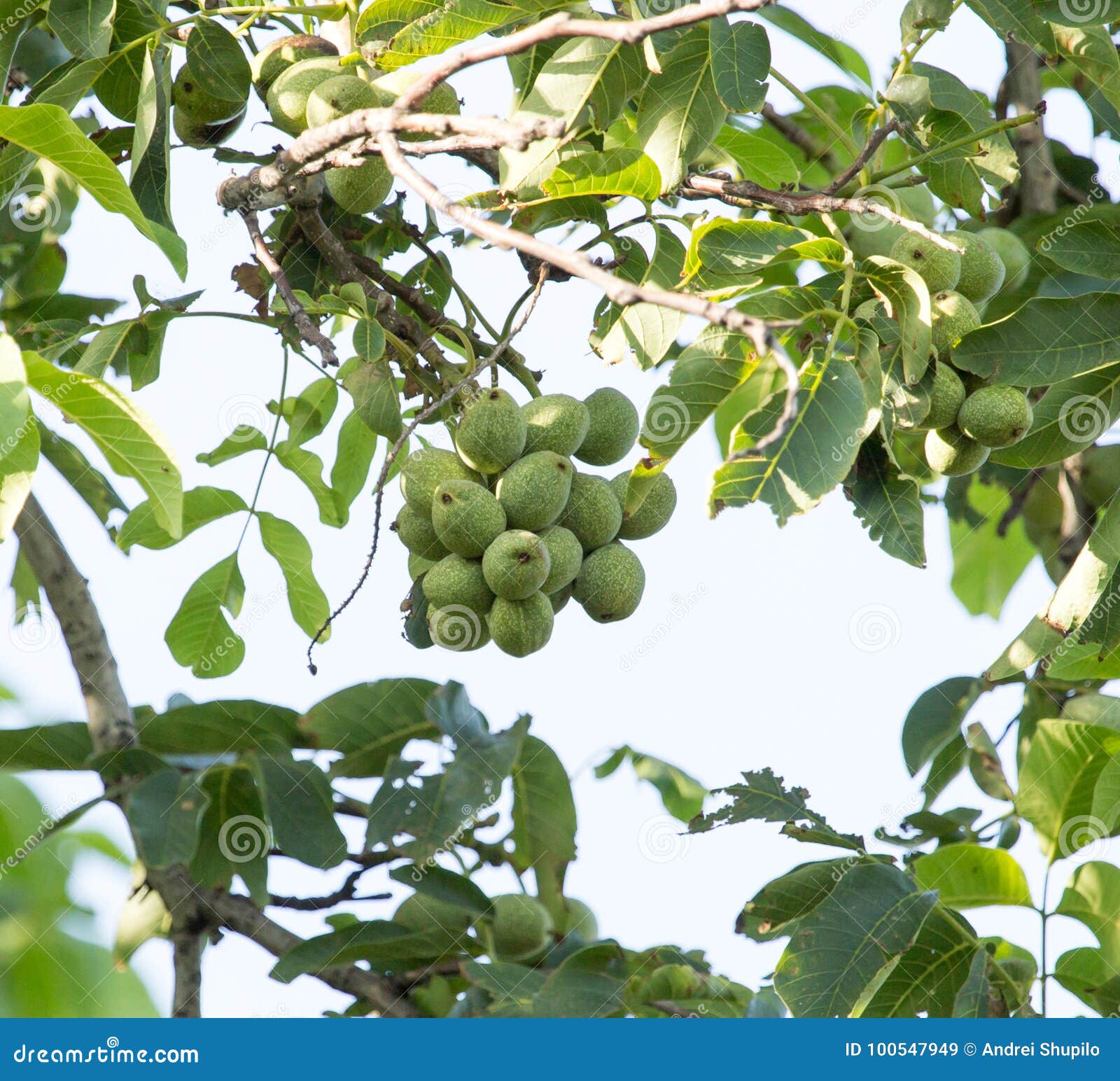 Walnut on a tree branch . stock image. Image of tree - 100547949