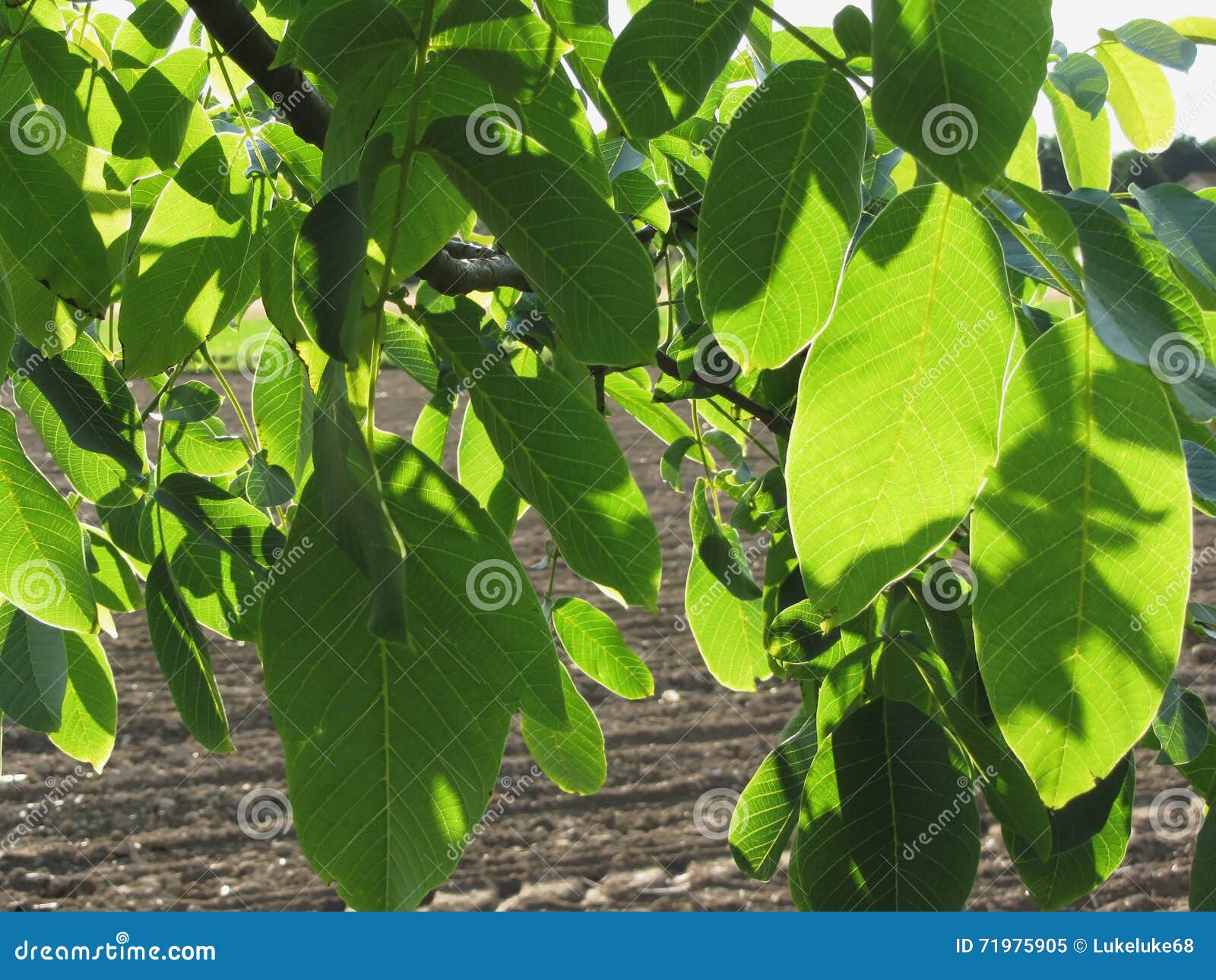 Walnut Tree Branches with Green Leaves on Plowed Field Background Stock ...