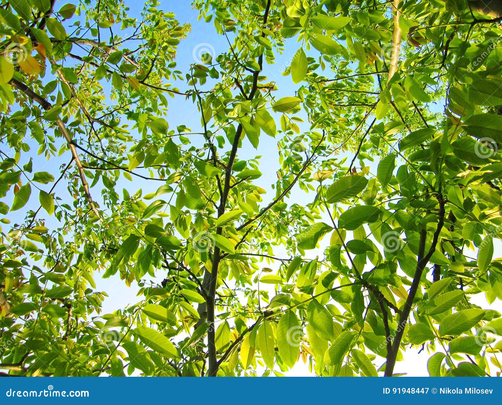 Walnut tree branches stock image. Image of shadow, product - 91948447