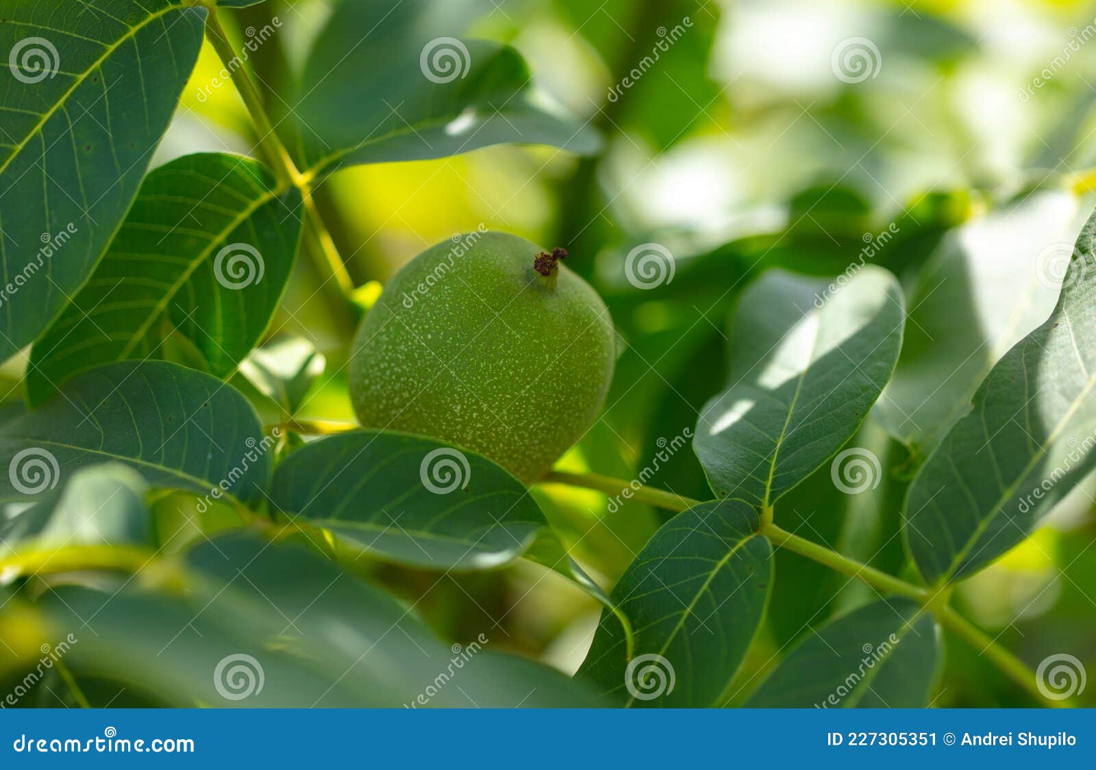 Walnut on Tree Branches in Summer. Stock Image - Image of garden ...