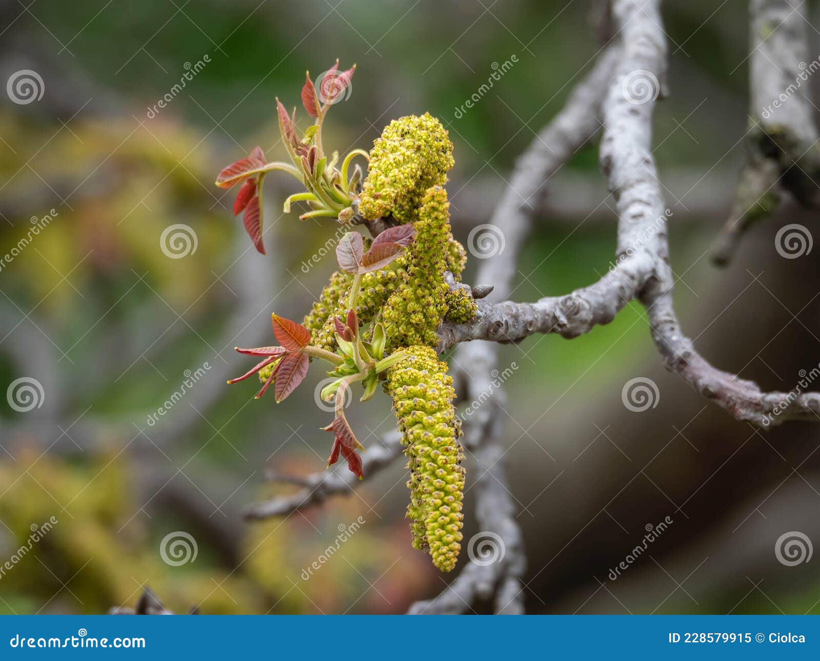 Walnut tree bud stock image. Image of blossom, leaf - 228579915
