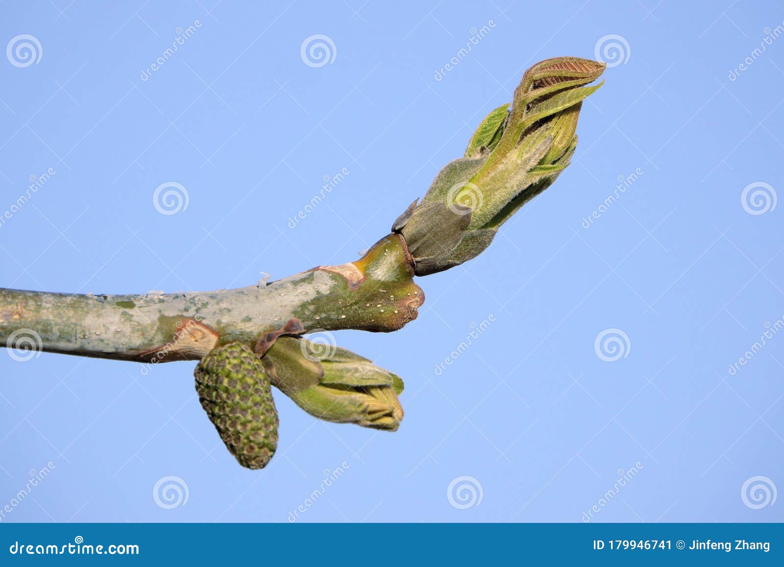 Walnut tree bud stock image. Image of branch, blue, tree - 179946741