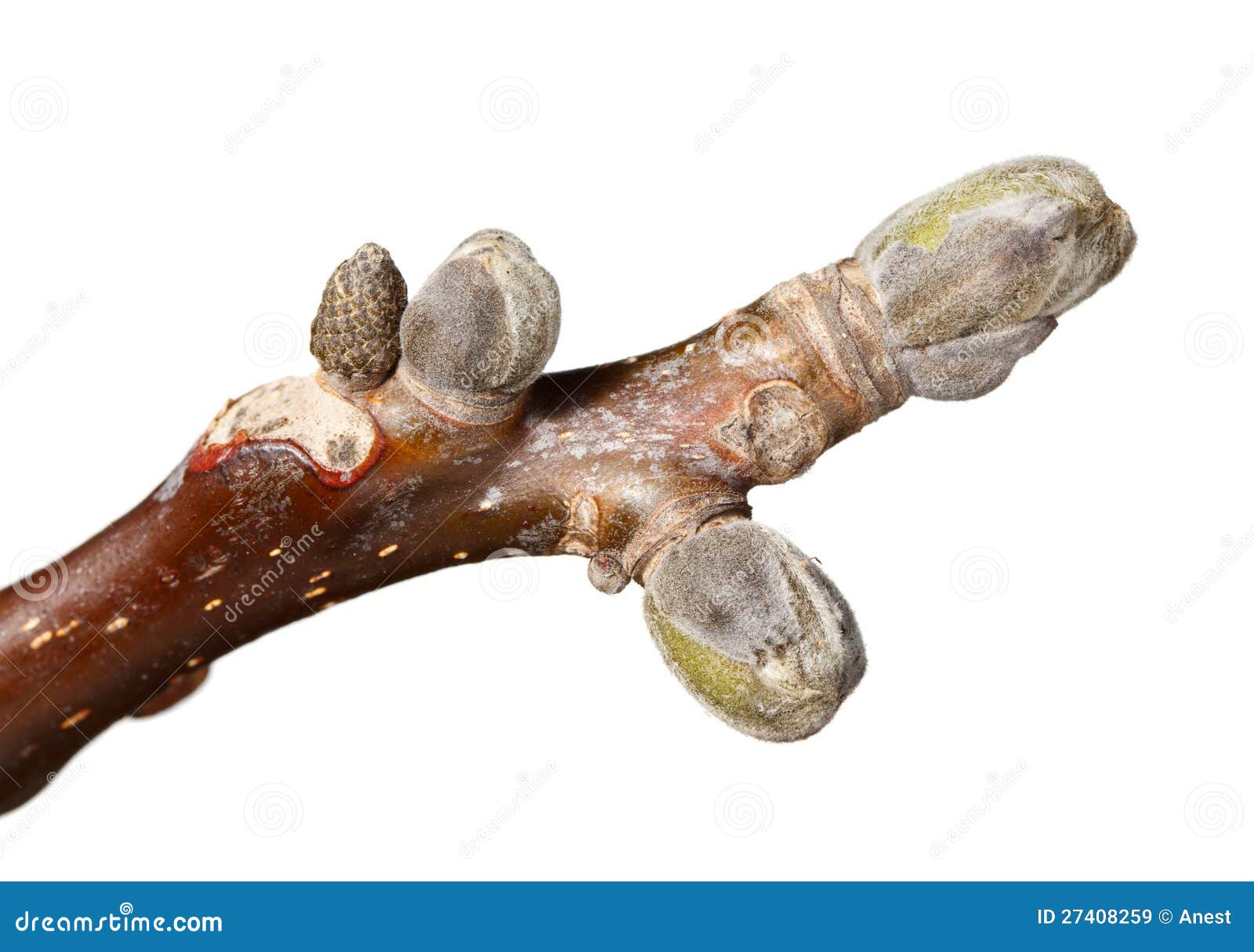 Walnut tree budding brunch stock image. Image of seasonal - 27408259